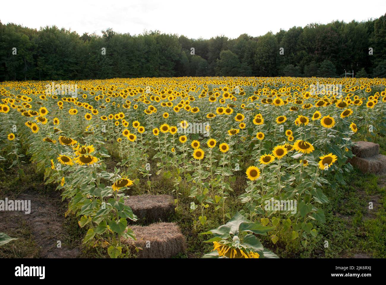 View of a sunflower field in la belle de Coteau-du-lac, Quebec, Canada ...
