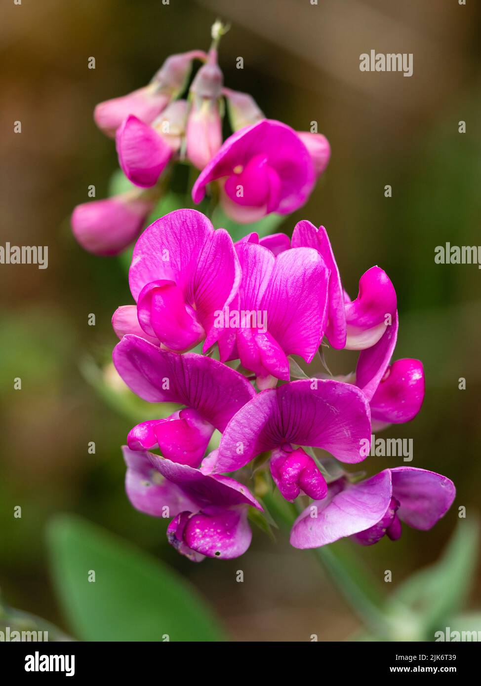 Pink climbing rose hi-res stock photography and images - Alamy