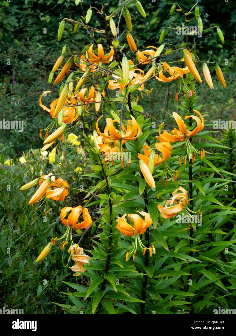 Branching inflorescence clothed with orange turkscap flowers of the ...