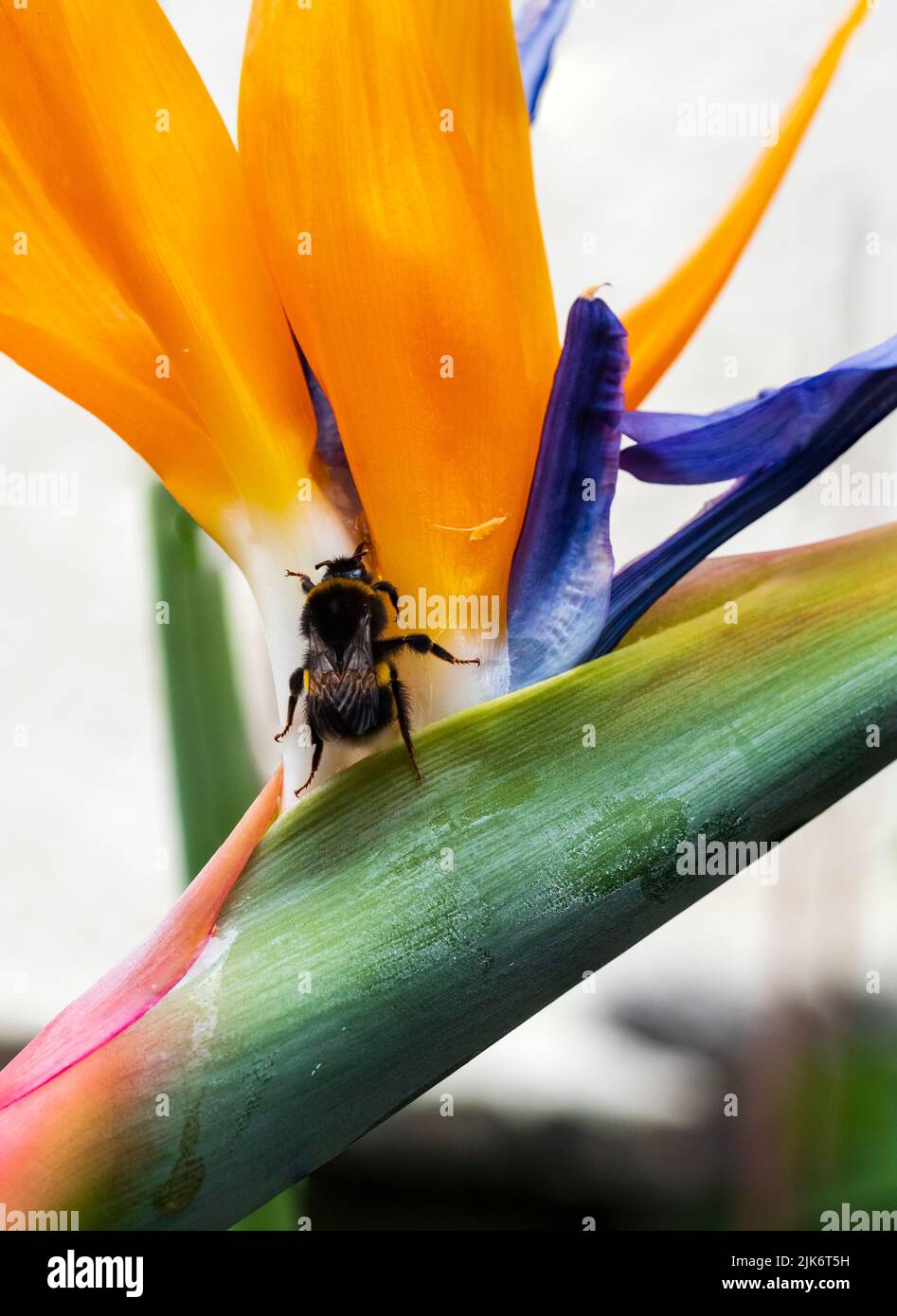 Buff-tailed bumblebee, Bombus terrestris, feeding on the nectar of ...