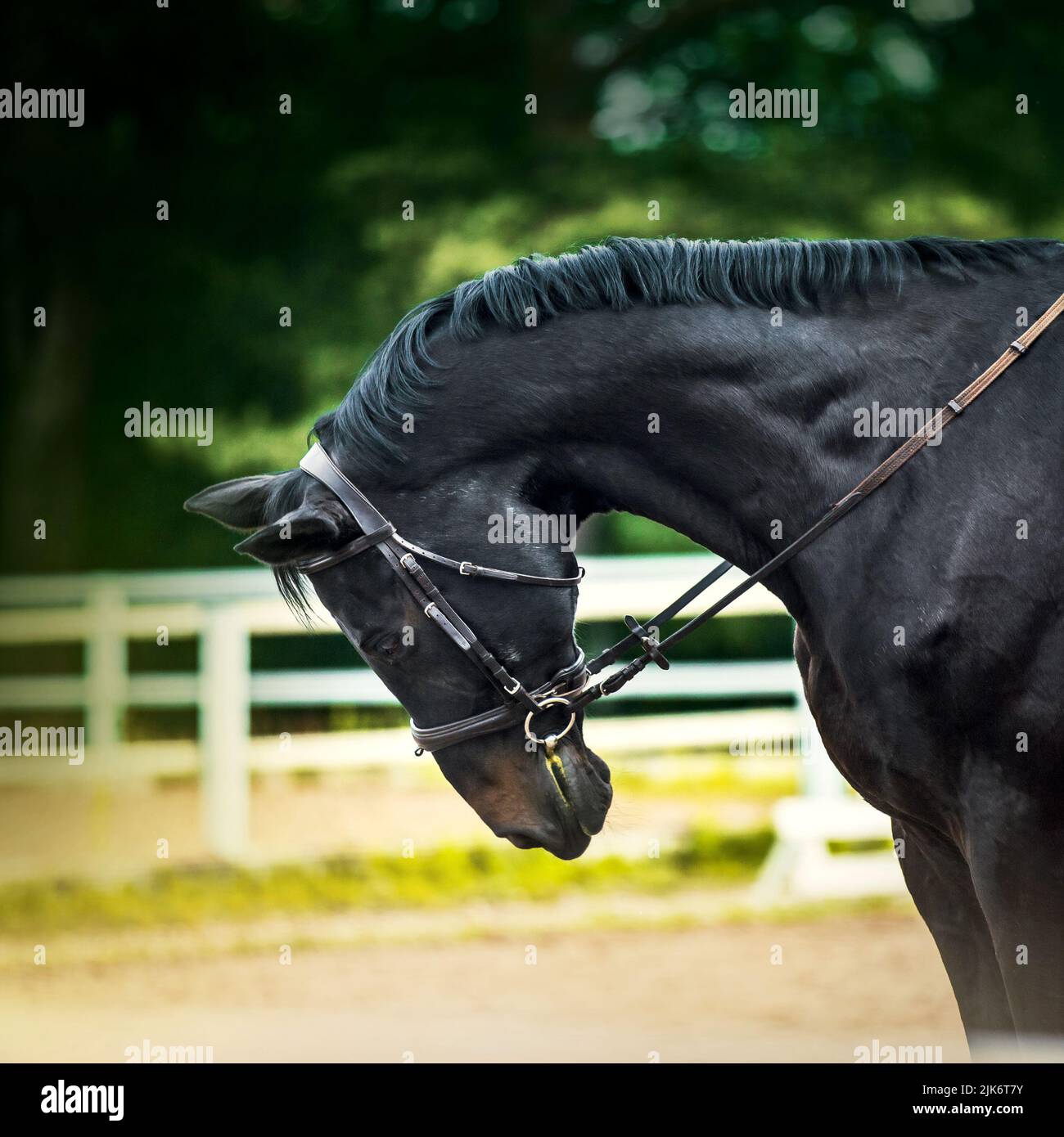 Bowed horse horse hi-res stock photography and images - Alamy