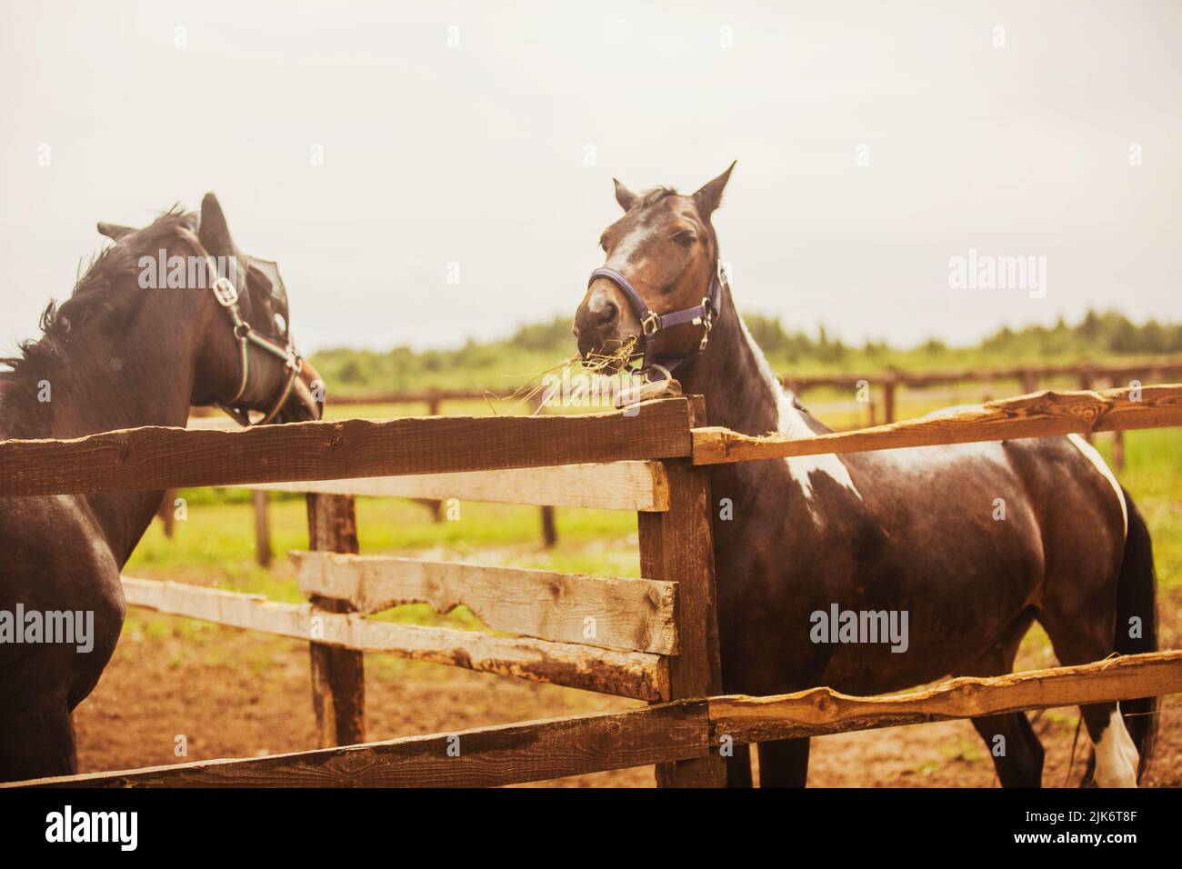 Two beautiful domestic horses are standing in paddocks on a farm on a ...