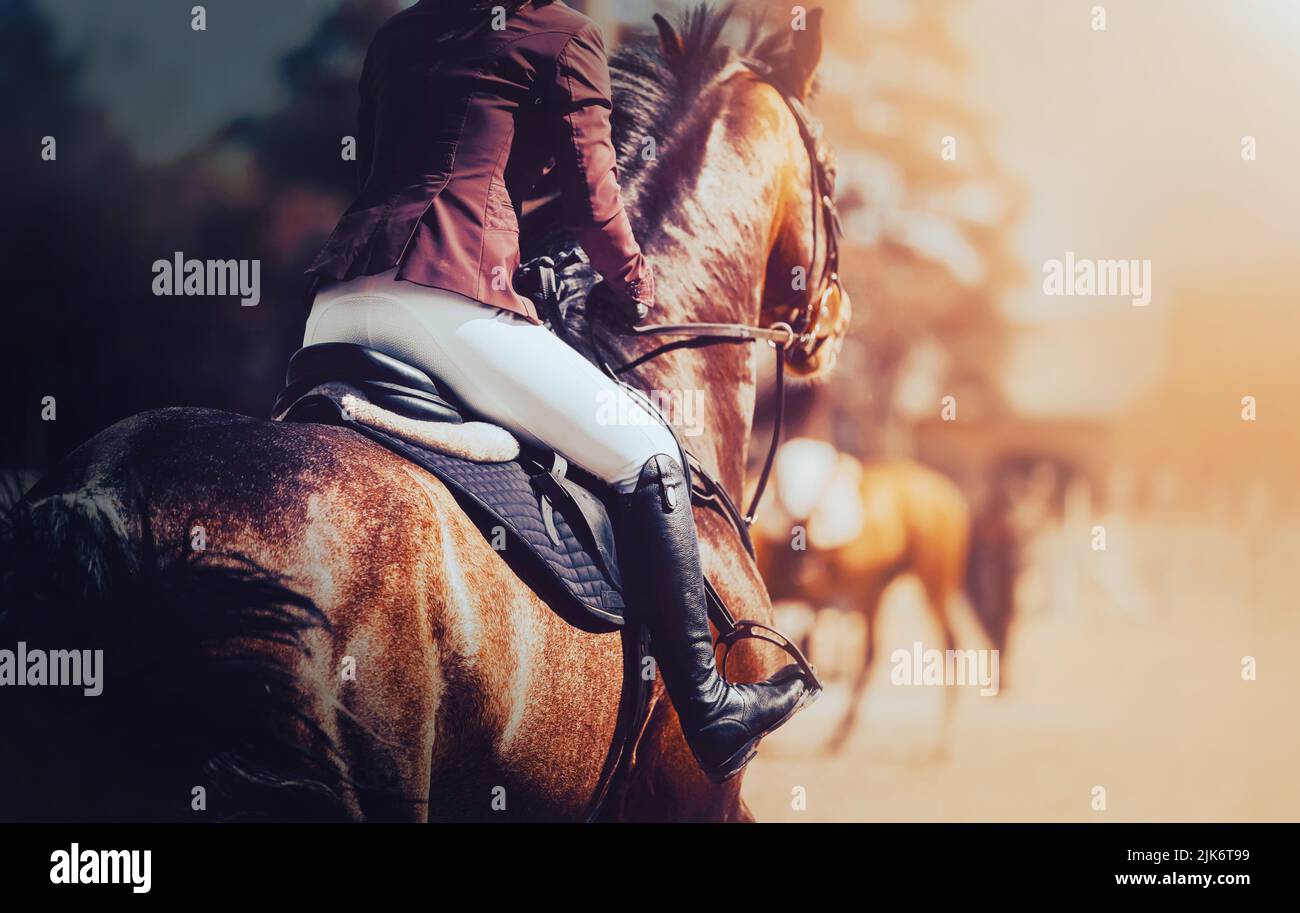 A rear view of a bay horse galloping fast with a rider in the saddle ...