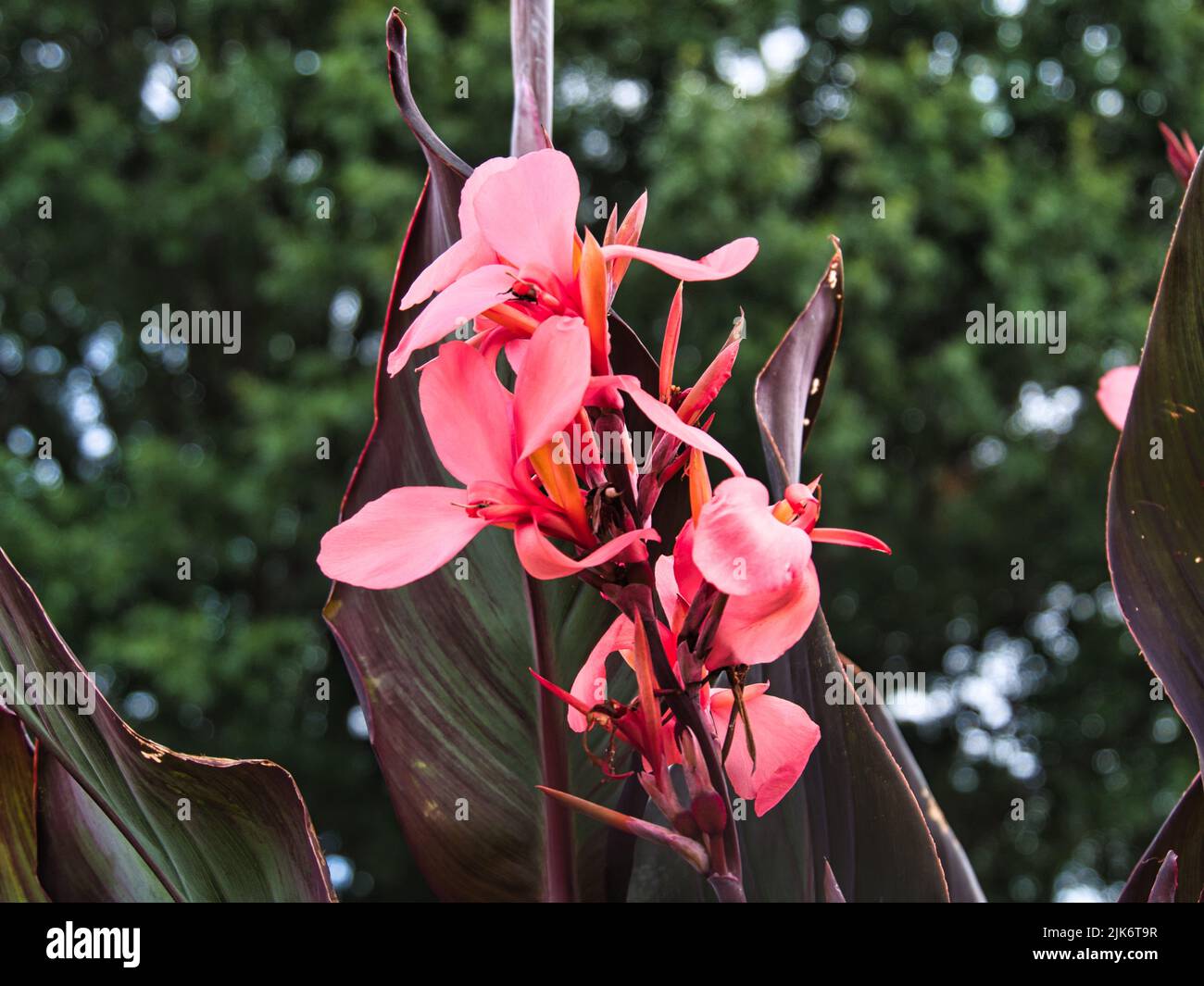 Tall pink flowers that appear to be a type of lily or gladiola Stock ...
