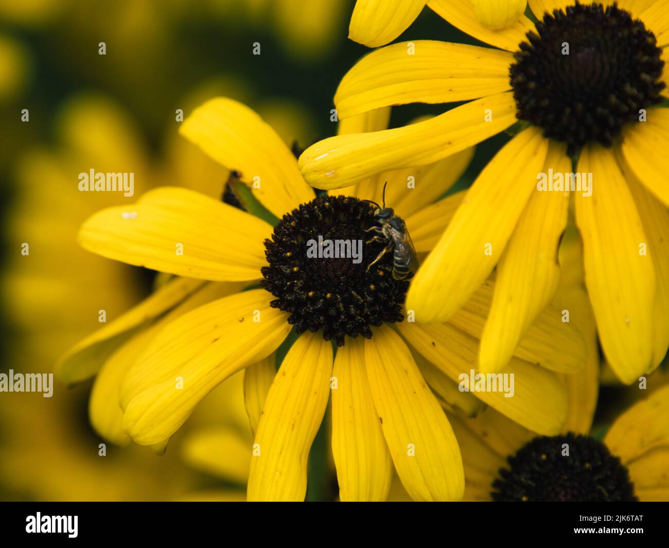 Close-up image of a honey bee pollinating on a black and yellow daisy ...