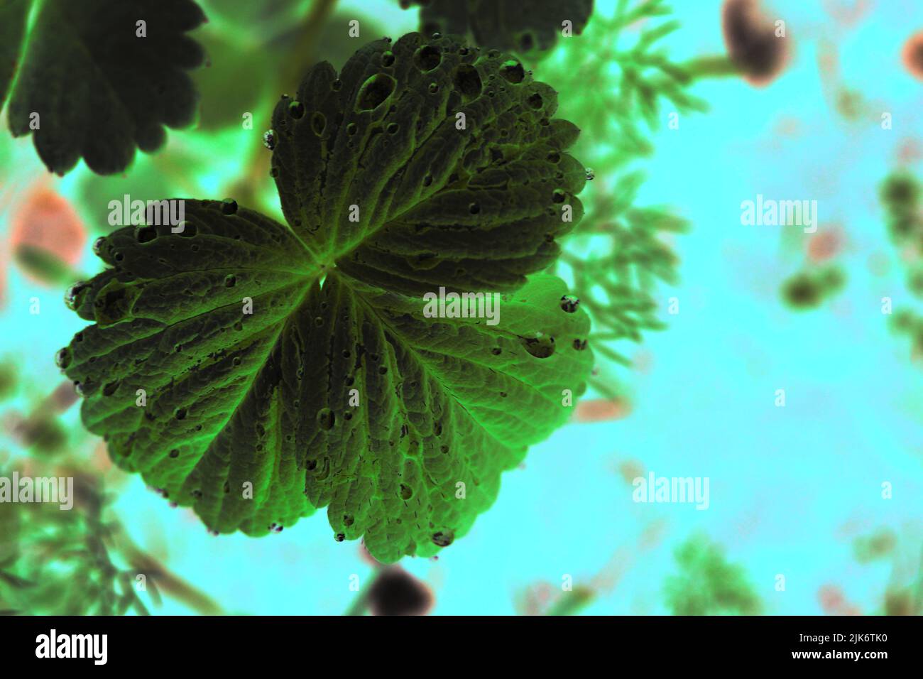Top view of a three leaf strawberry plant growing in the garden in a ...