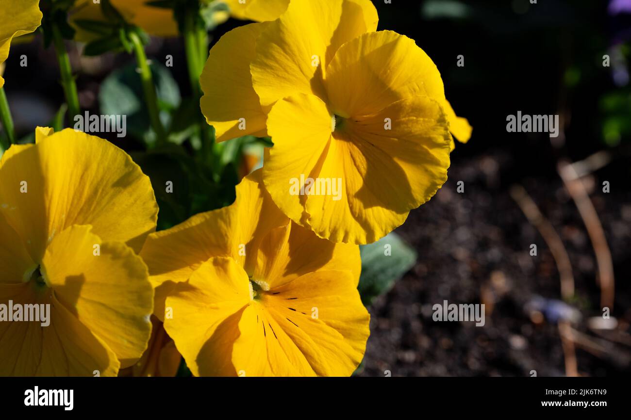 Blue and yellow violets flowers in close-up. Violet plants. Spring ...