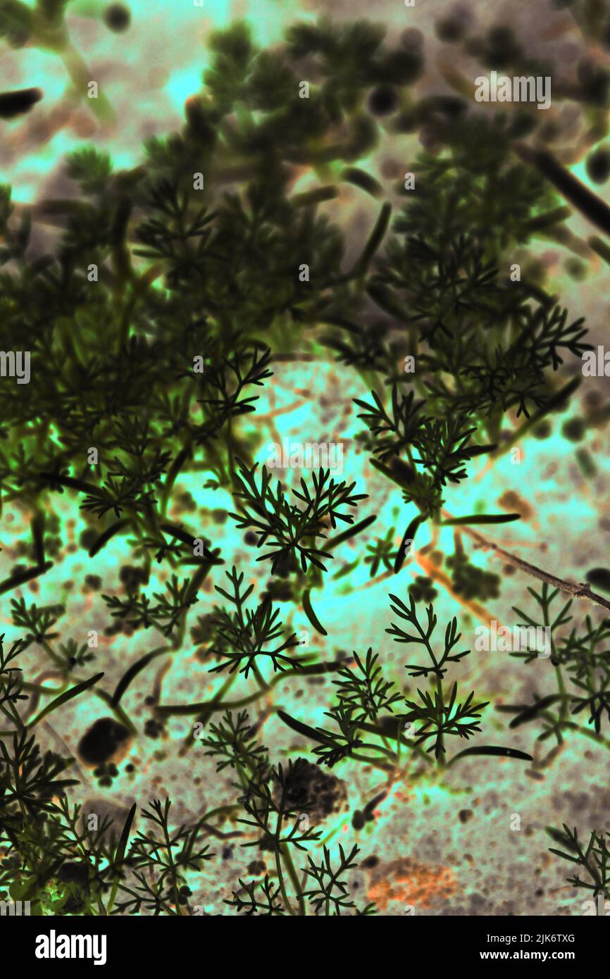 Beautiful baby dill plant growing in the spring garden in a color ...