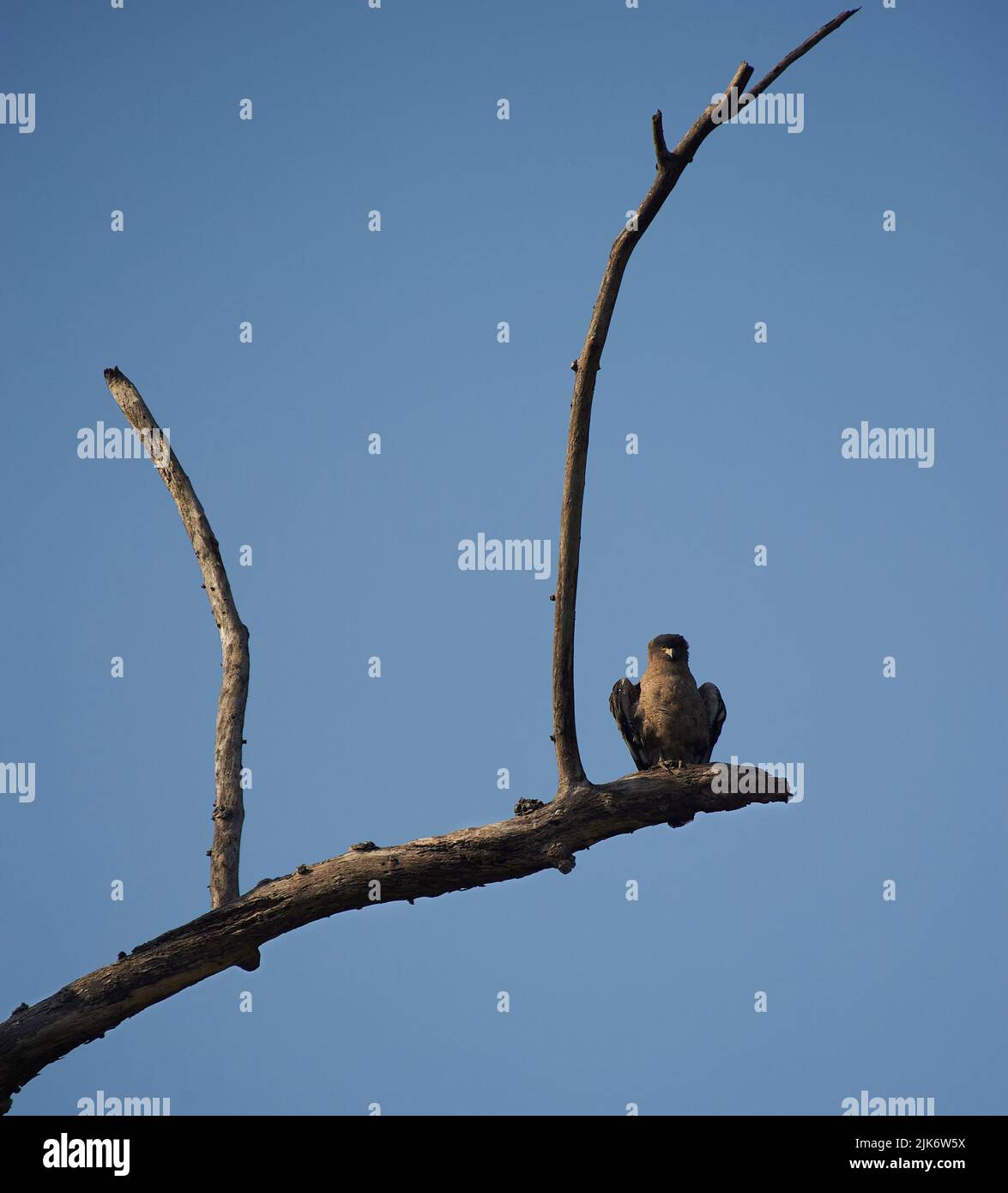 Dead Tree & Eagle Stock Photo - Alamy