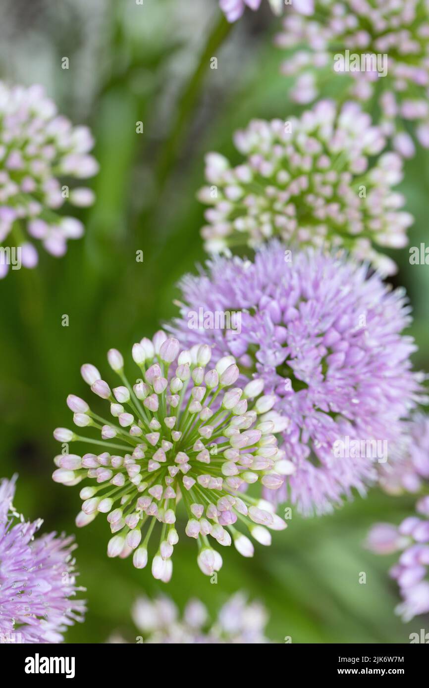 Allium millenium hi-res stock photography and images - Alamy