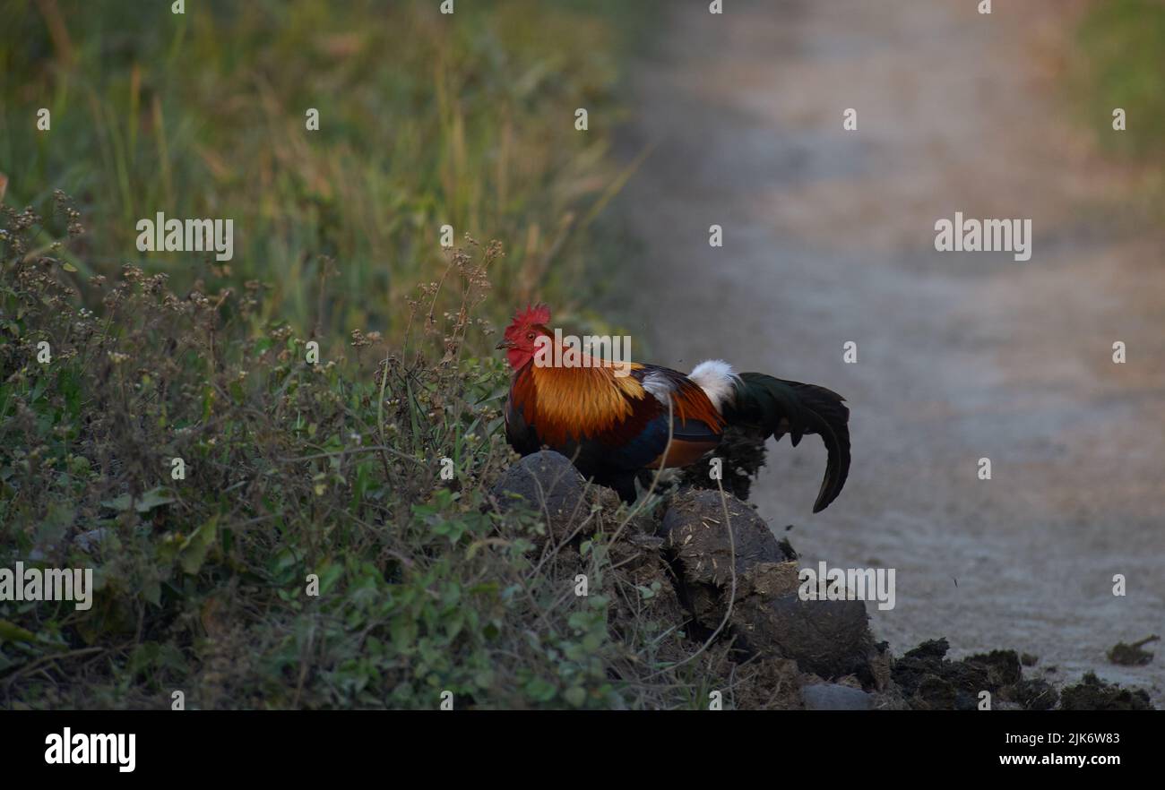 Red Jungle Fowl Stock Photo - Alamy