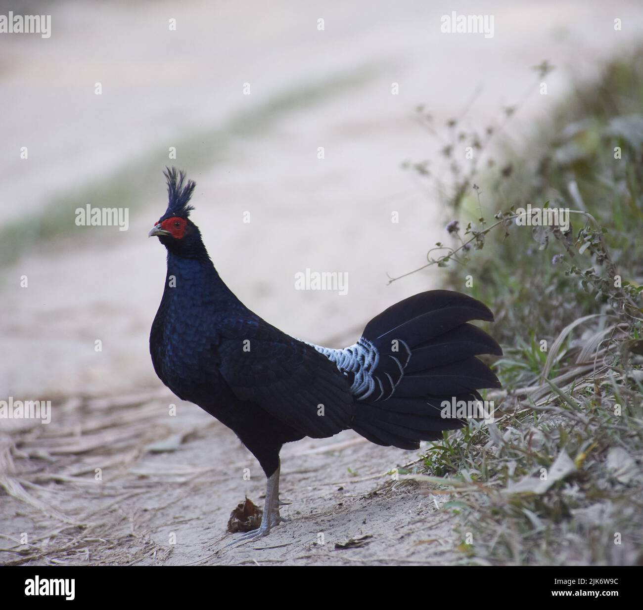 Khaleej Pheasant (Male Stock Photo - Alamy