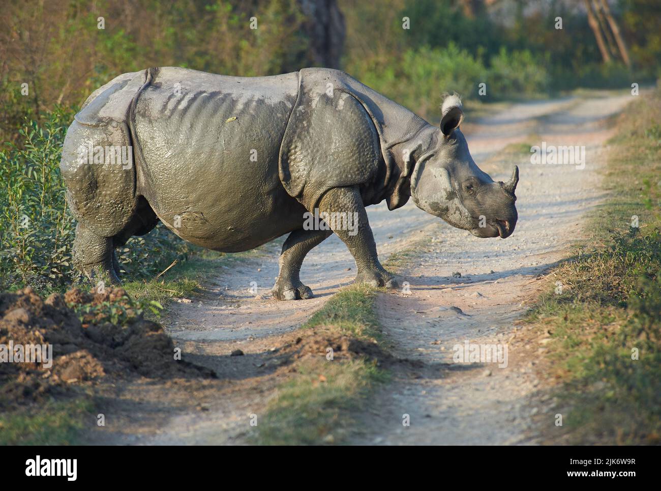 Standing rhino on safari path hi-res stock photography and images - Alamy
