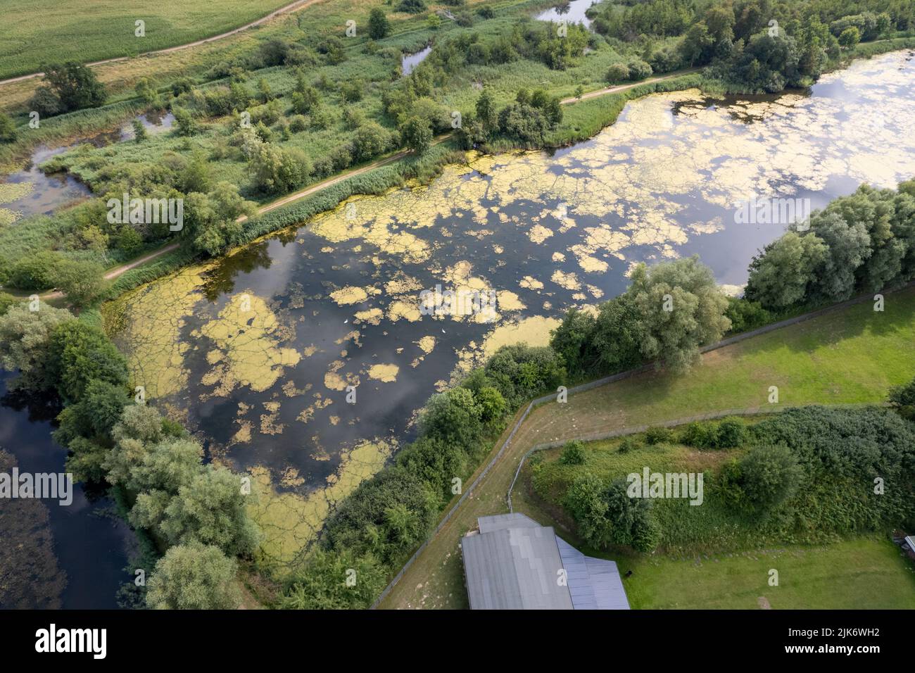green algae floating on a pond in summer Stock Photo - Alamy