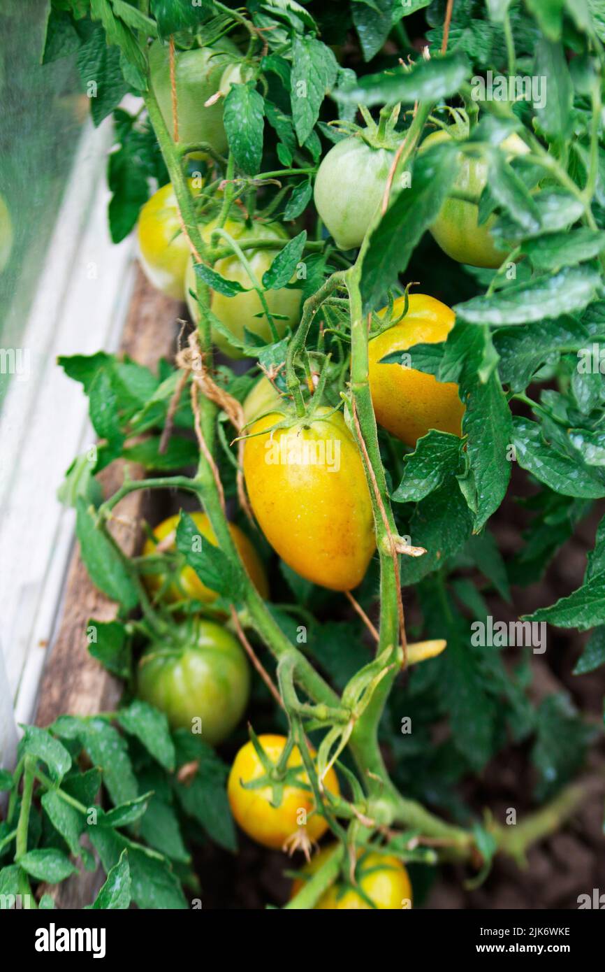 Tomato bushes with ripening tomatoes in a home greenhouse Stock Photo ...