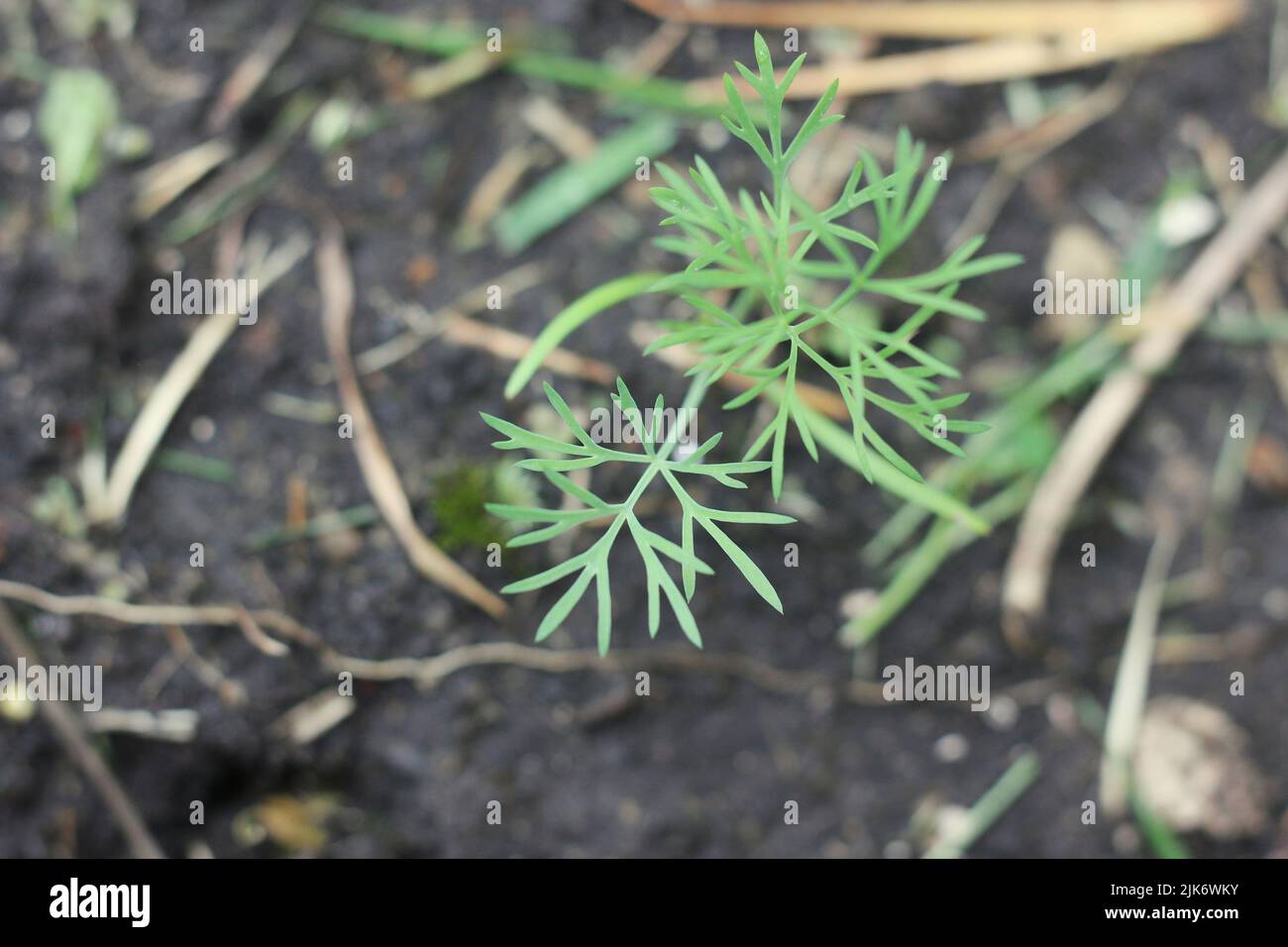 Beautiful baby dill plant growing in the spring garden Stock Photo - Alamy