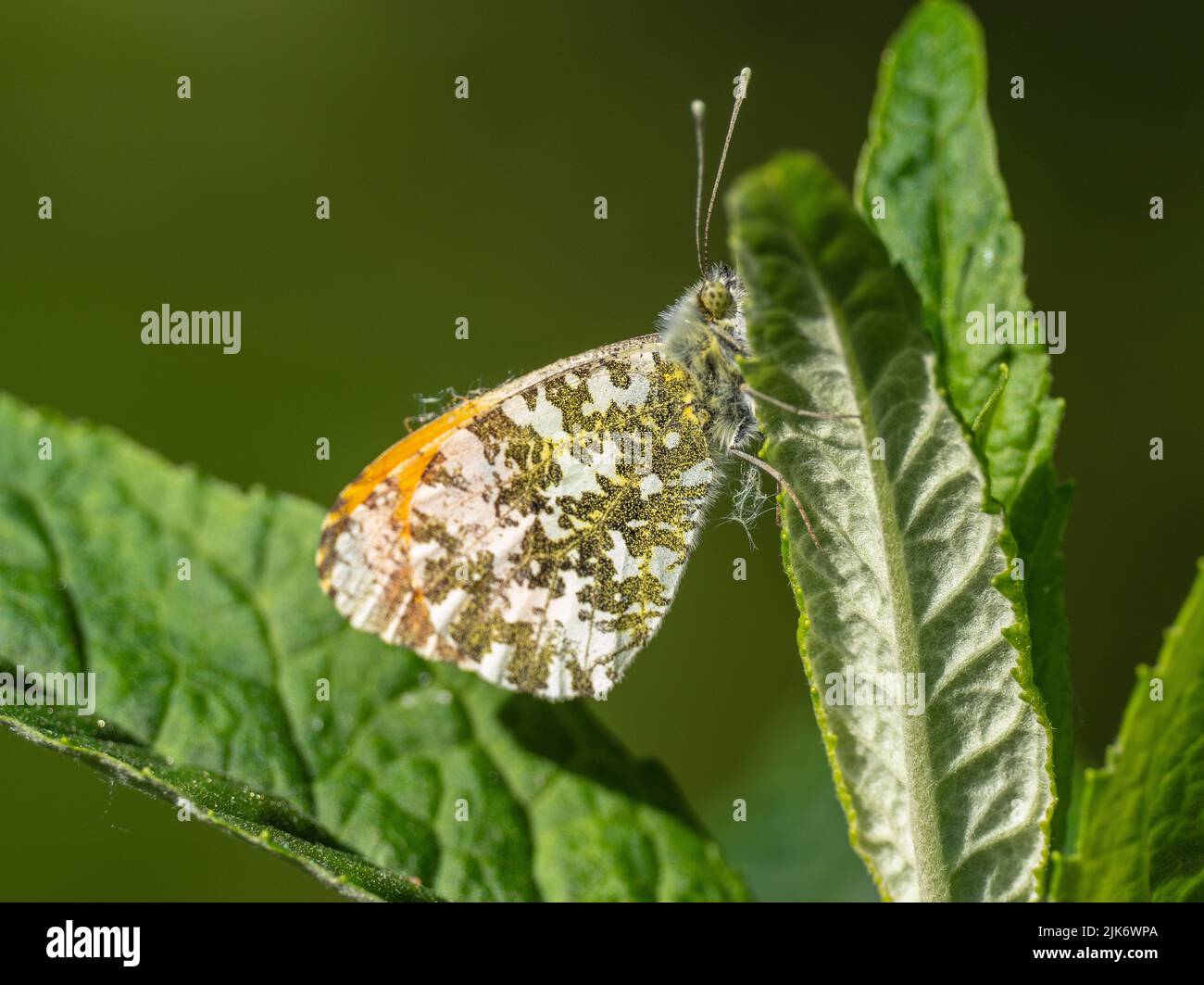 Butterfly position hi-res stock photography and images - Alamy