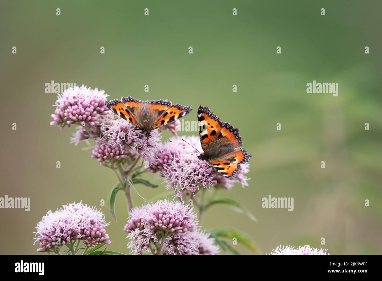 Upper butterflies hi-res stock photography and images - Alamy