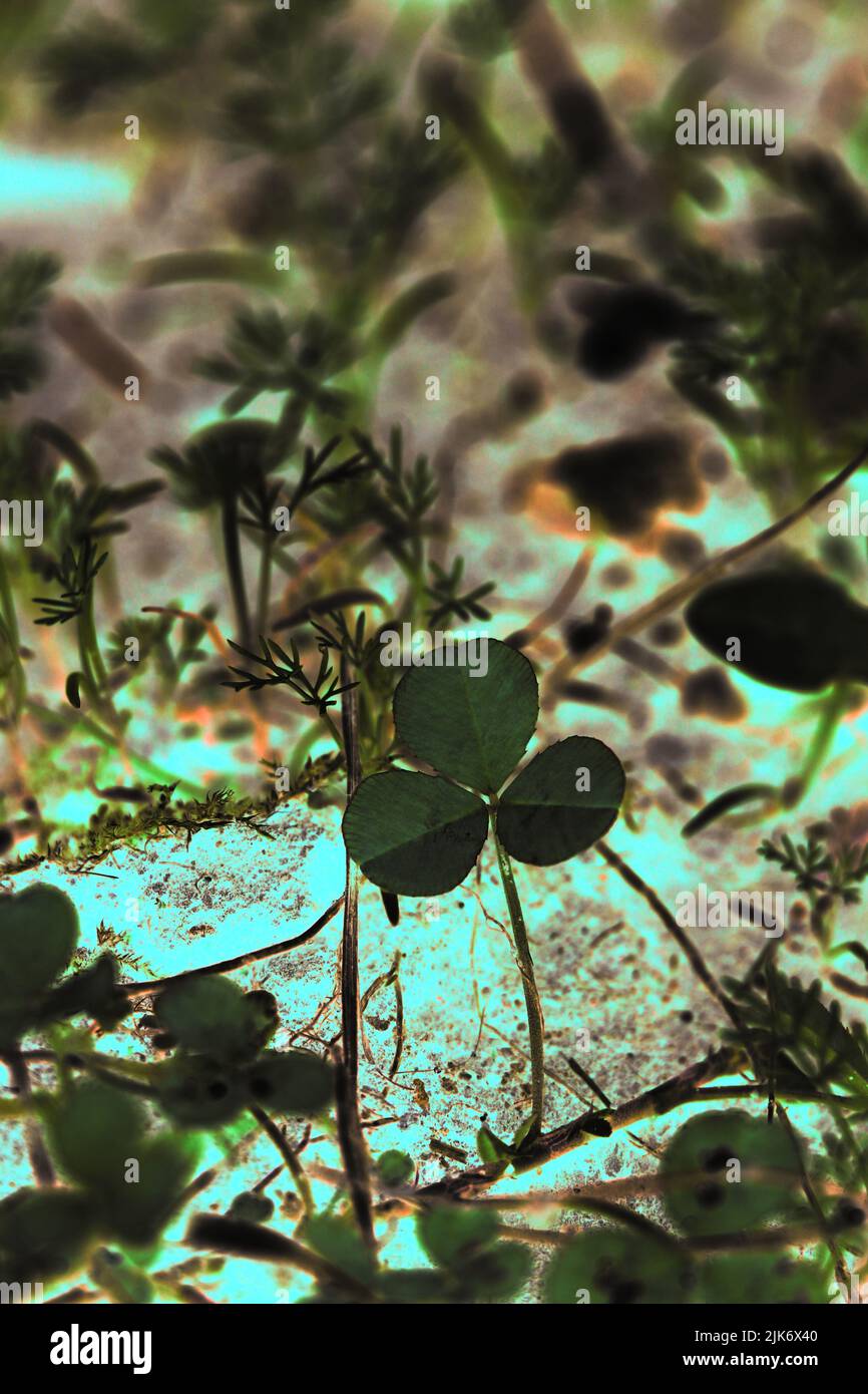 A single three leaf clover plant growing in the garden in a neon color ...