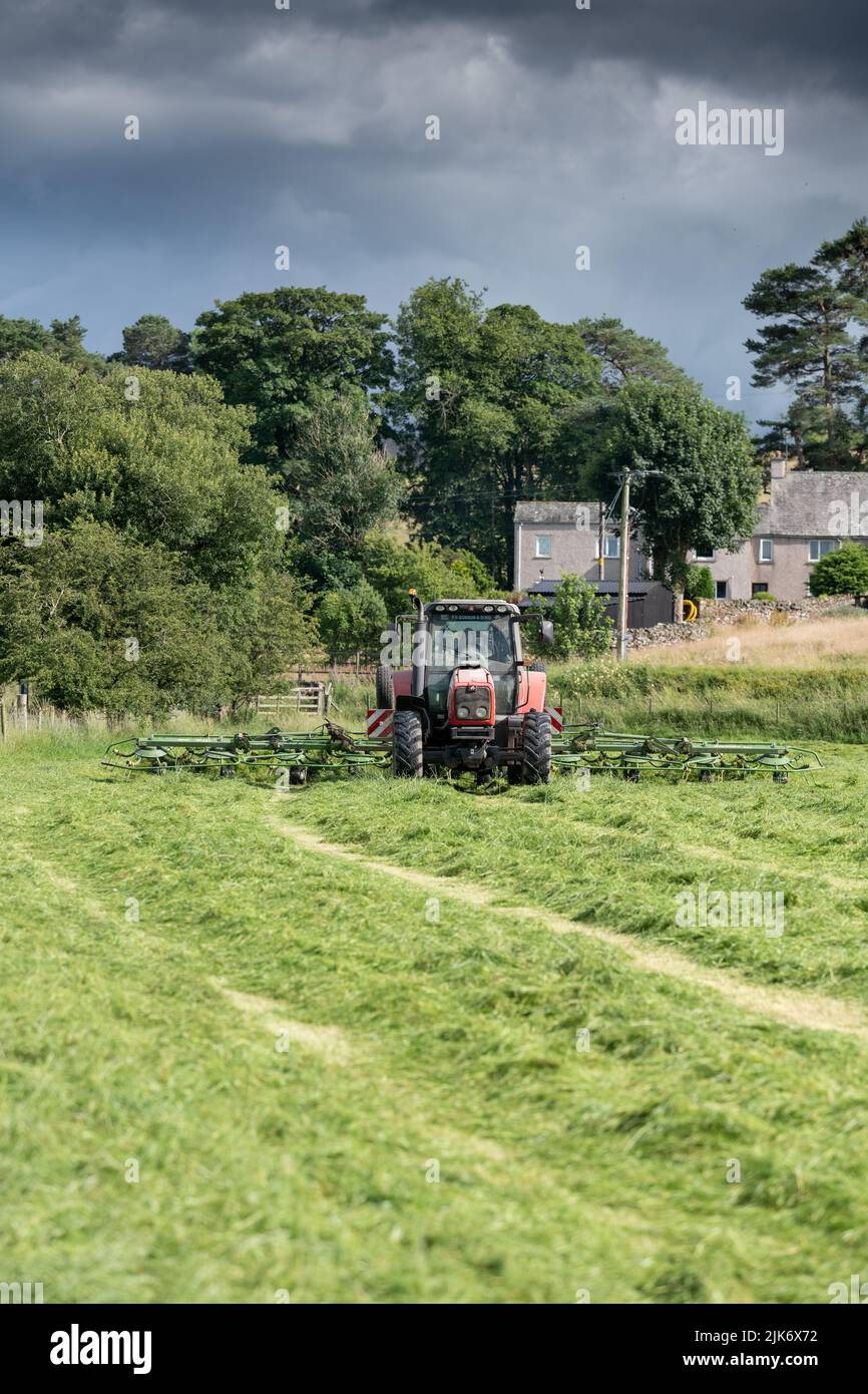 Spreading out newly mowed grass in a silage field on a dairy farm ...