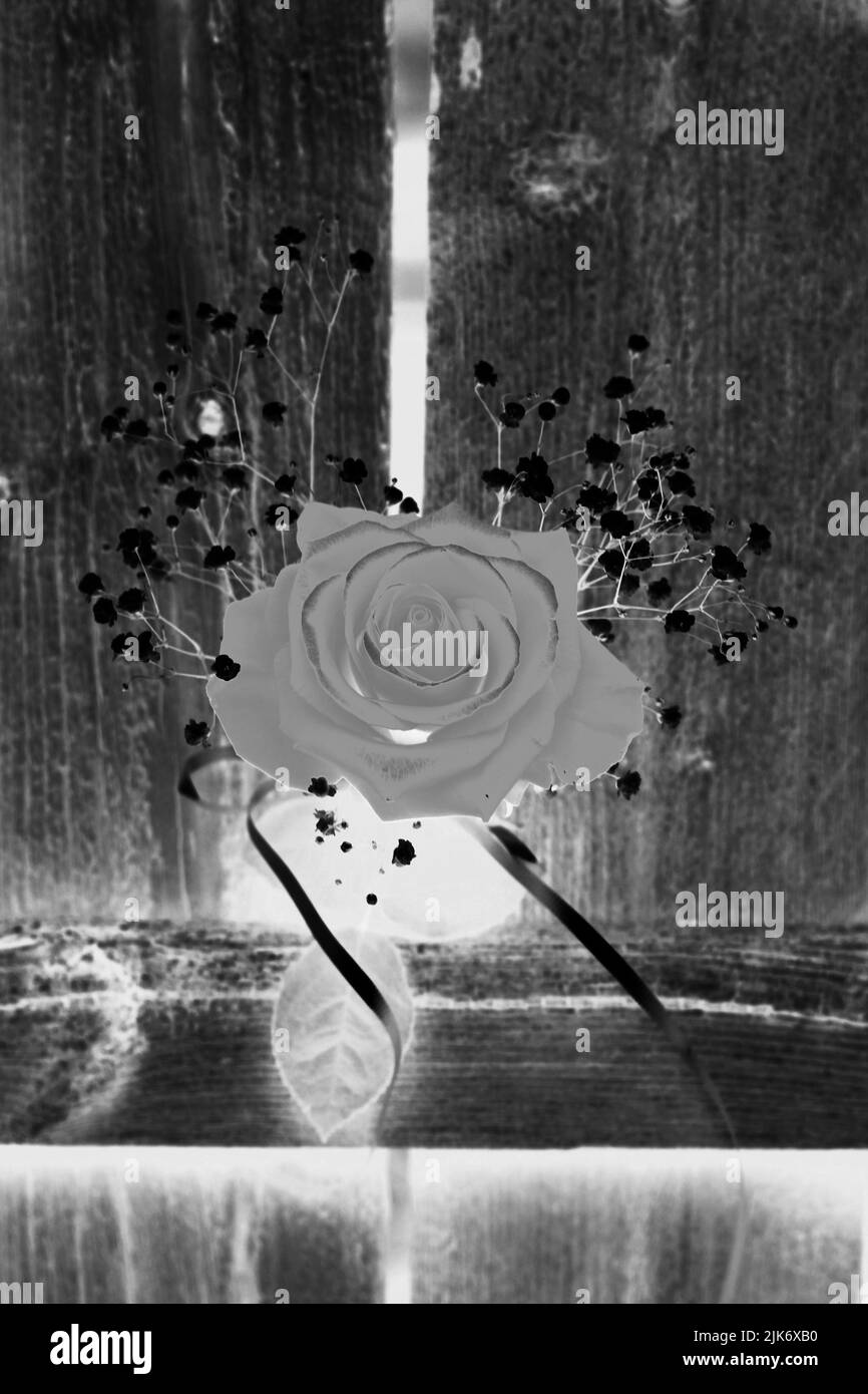 Gorgeous single rose Black and White Stock Photos & Images - Alamy
