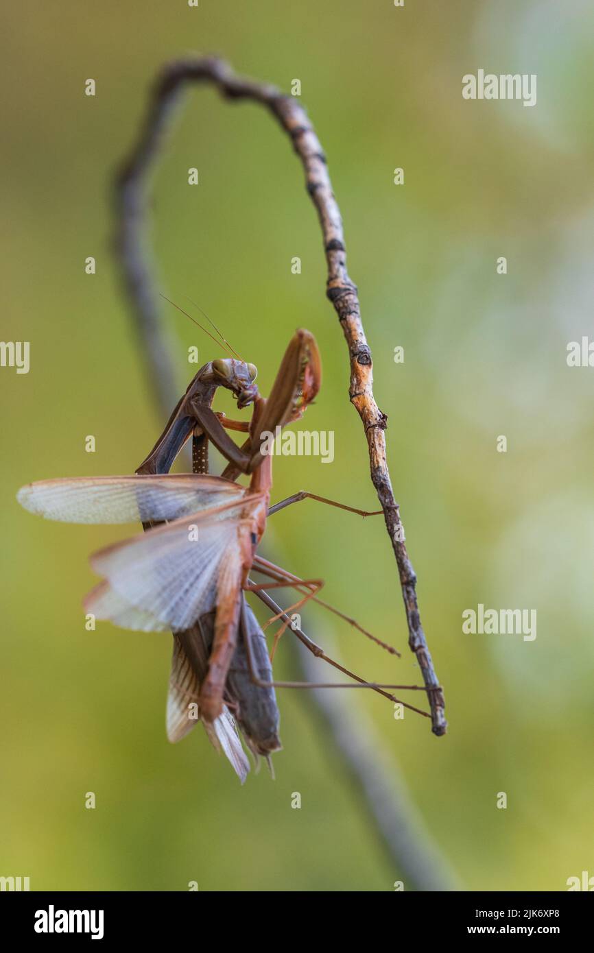 A female praying mantis devouring mal praying matis. Cannibalism Stock ...
