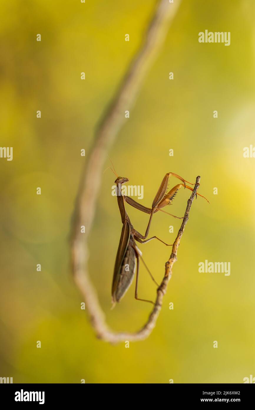 Mantisess hi-res stock photography and images - Alamy