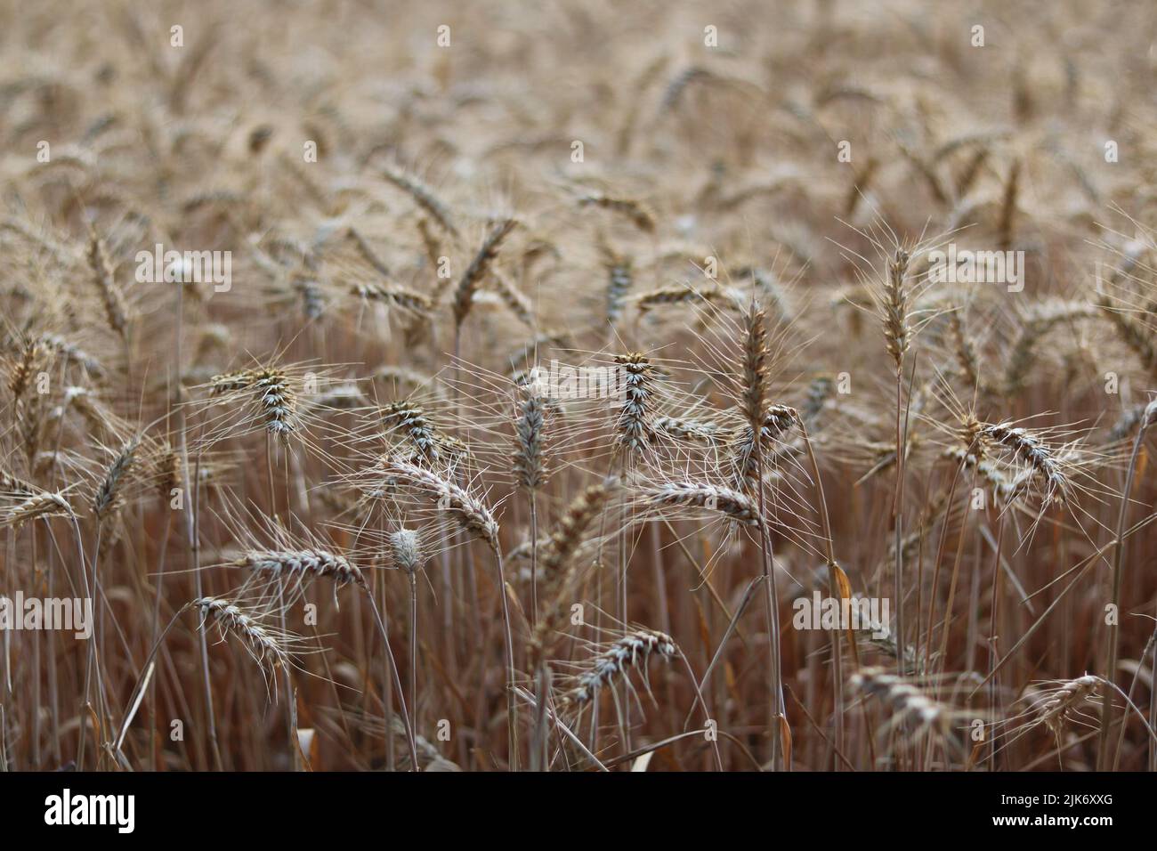 Beautiful full frame view of corn field in late summer or autumn Stock ...