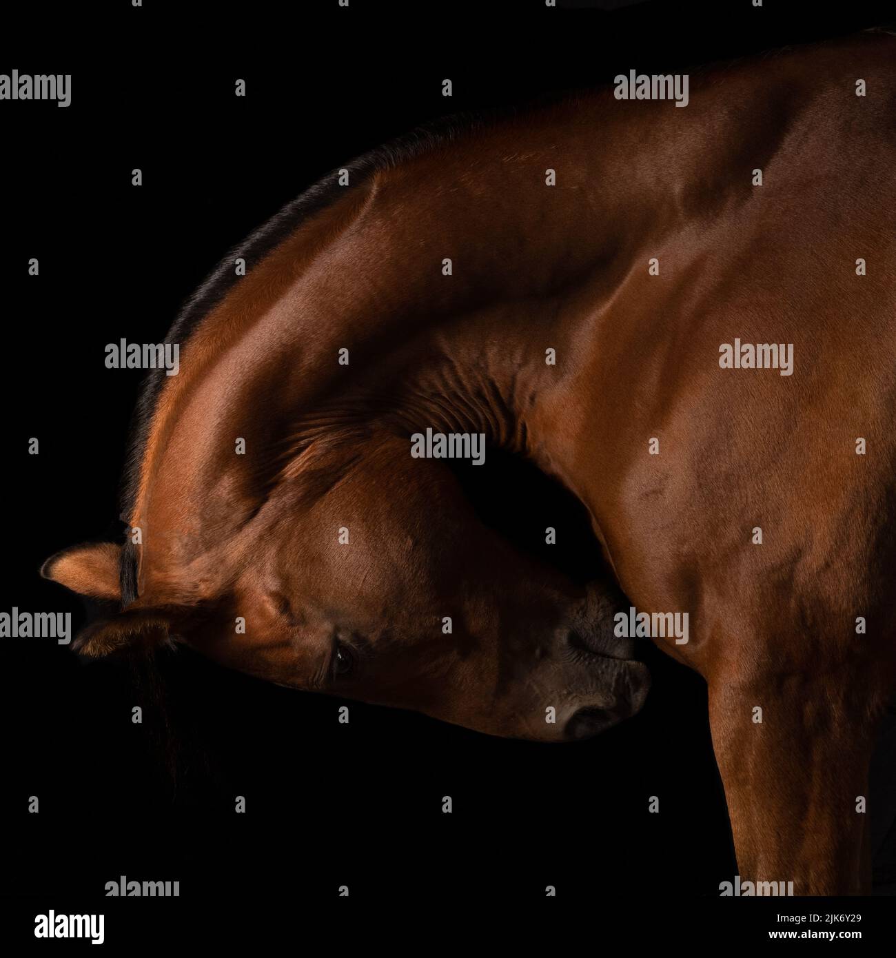 Chestnut quarter horse white face hi-res stock photography and images ...