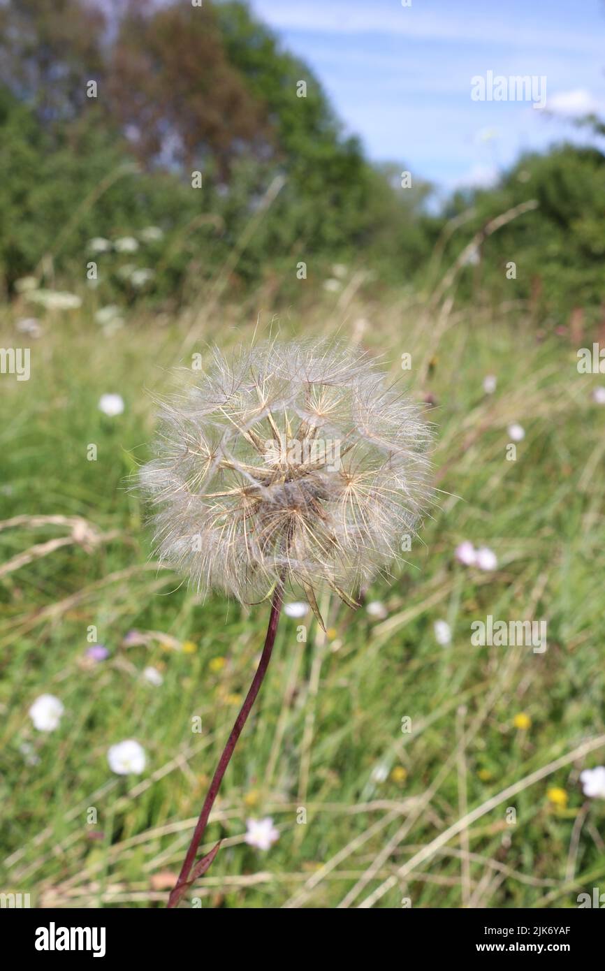 Fluffy plant seeds Stock Photo - Alamy