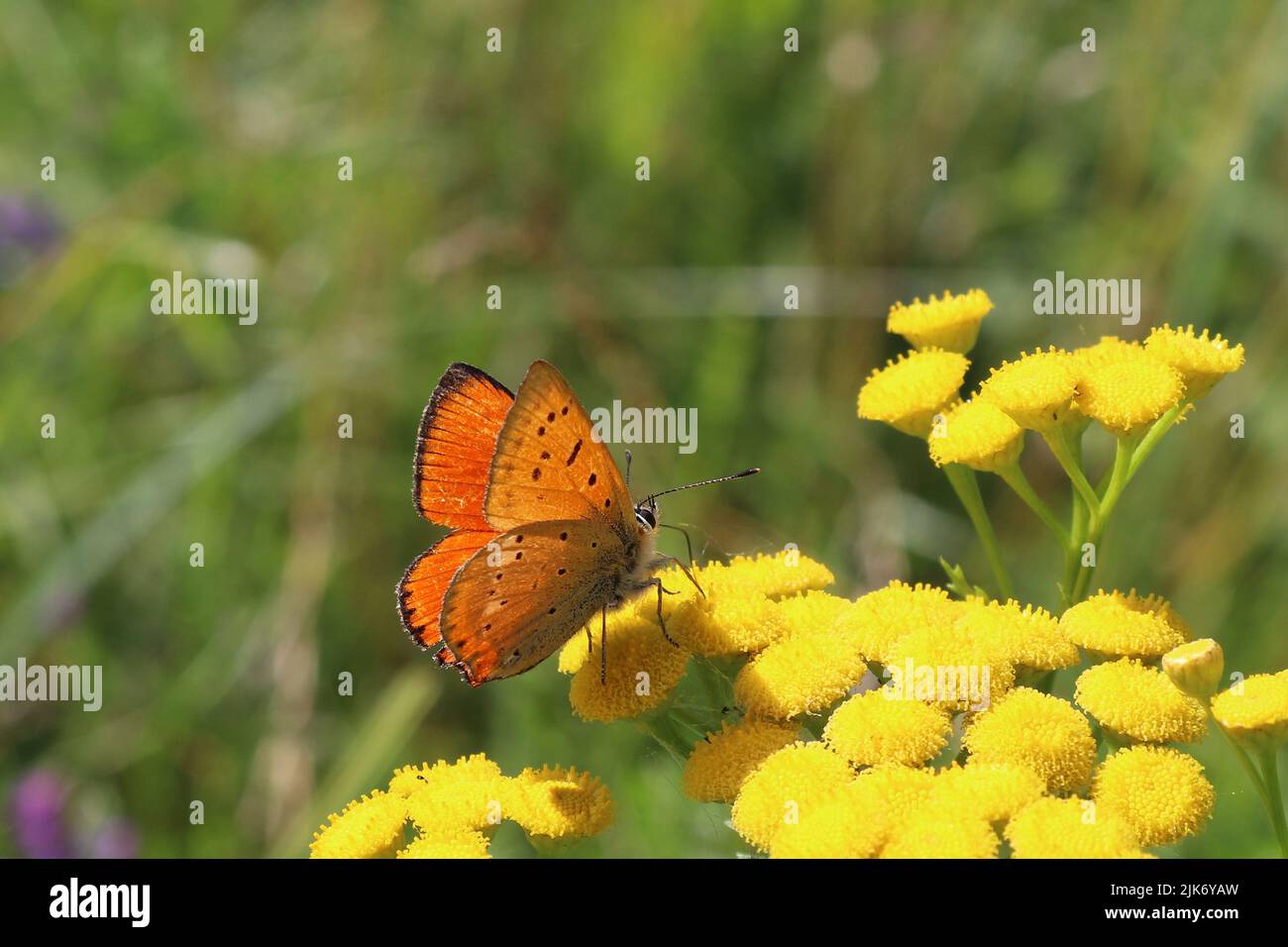 Orange butterfly. Yellow Stock Photo - Alamy