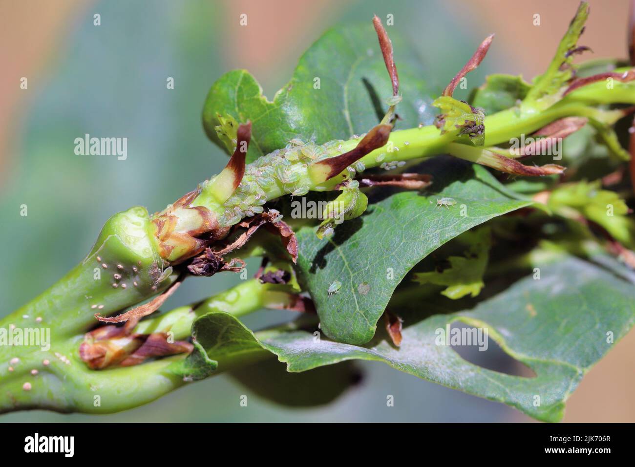 Common oak aphid (Tuberculatus annulatus).One of the more important ...