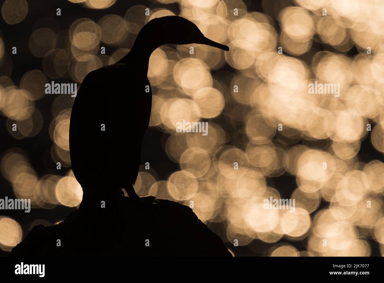 Beautiful backlight hi-res stock photography and images - Alamy