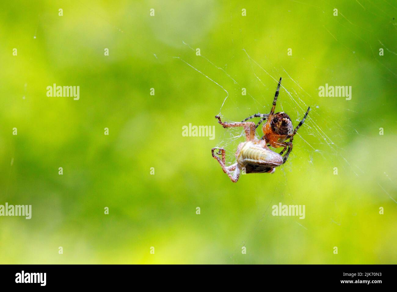 The spider wraps its web around its prey. Closeup on a blurred light ...