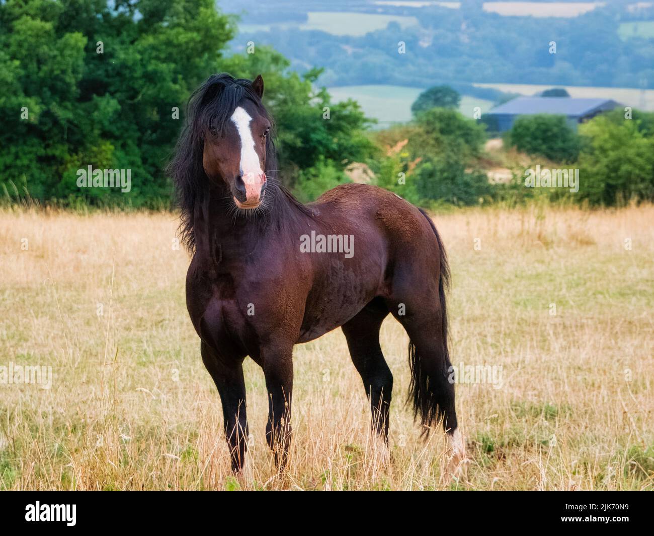 A very handsome stallion with a typical English countryside scene as a ...