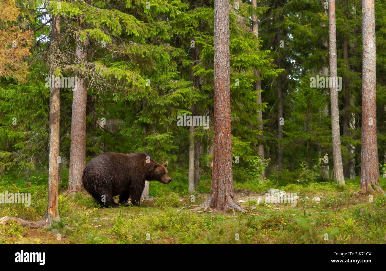 Bear in a forest hi-res stock photography and images - Alamy