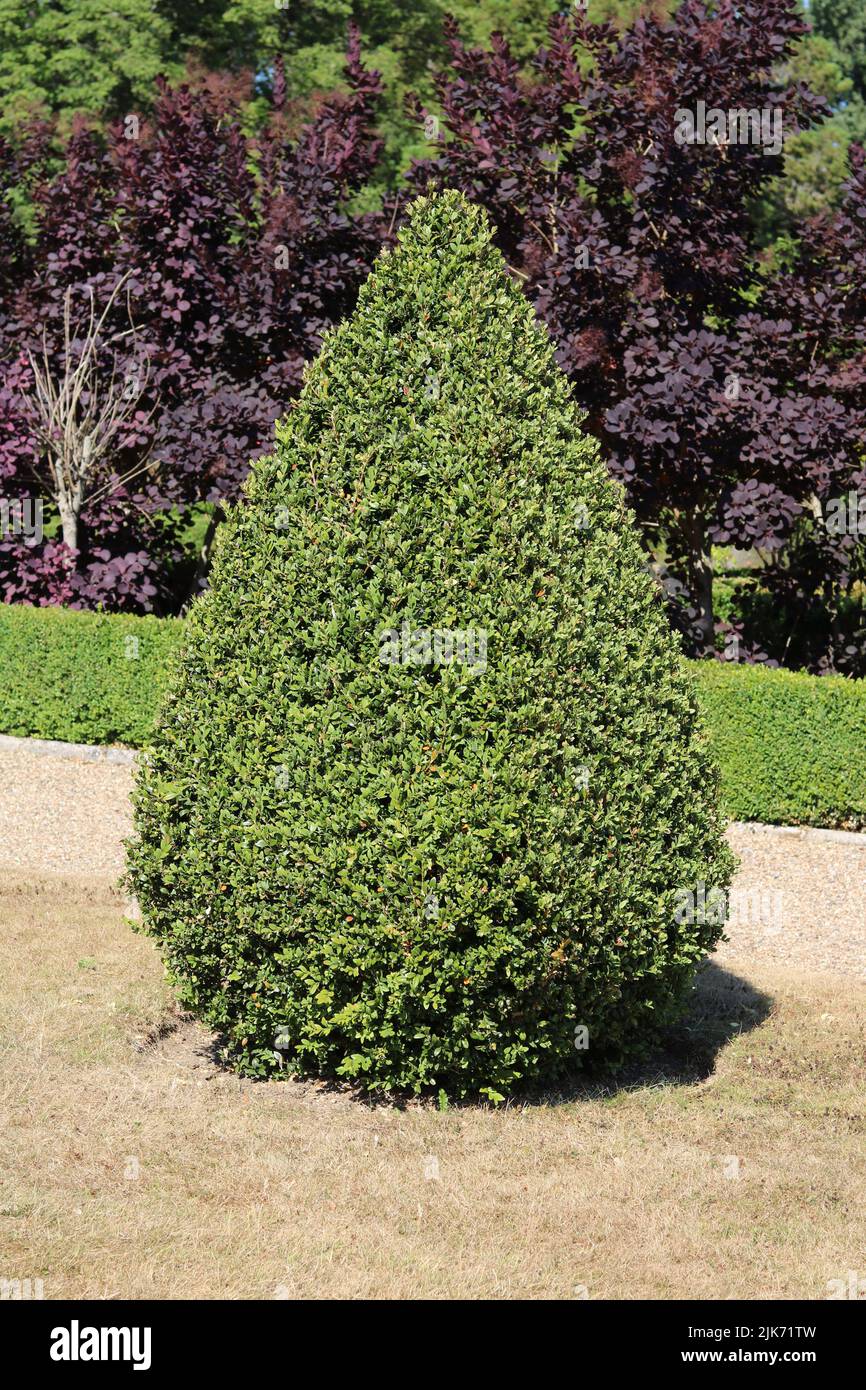 Topiary image showing cone shaped bush with cotinus in background Stock ...