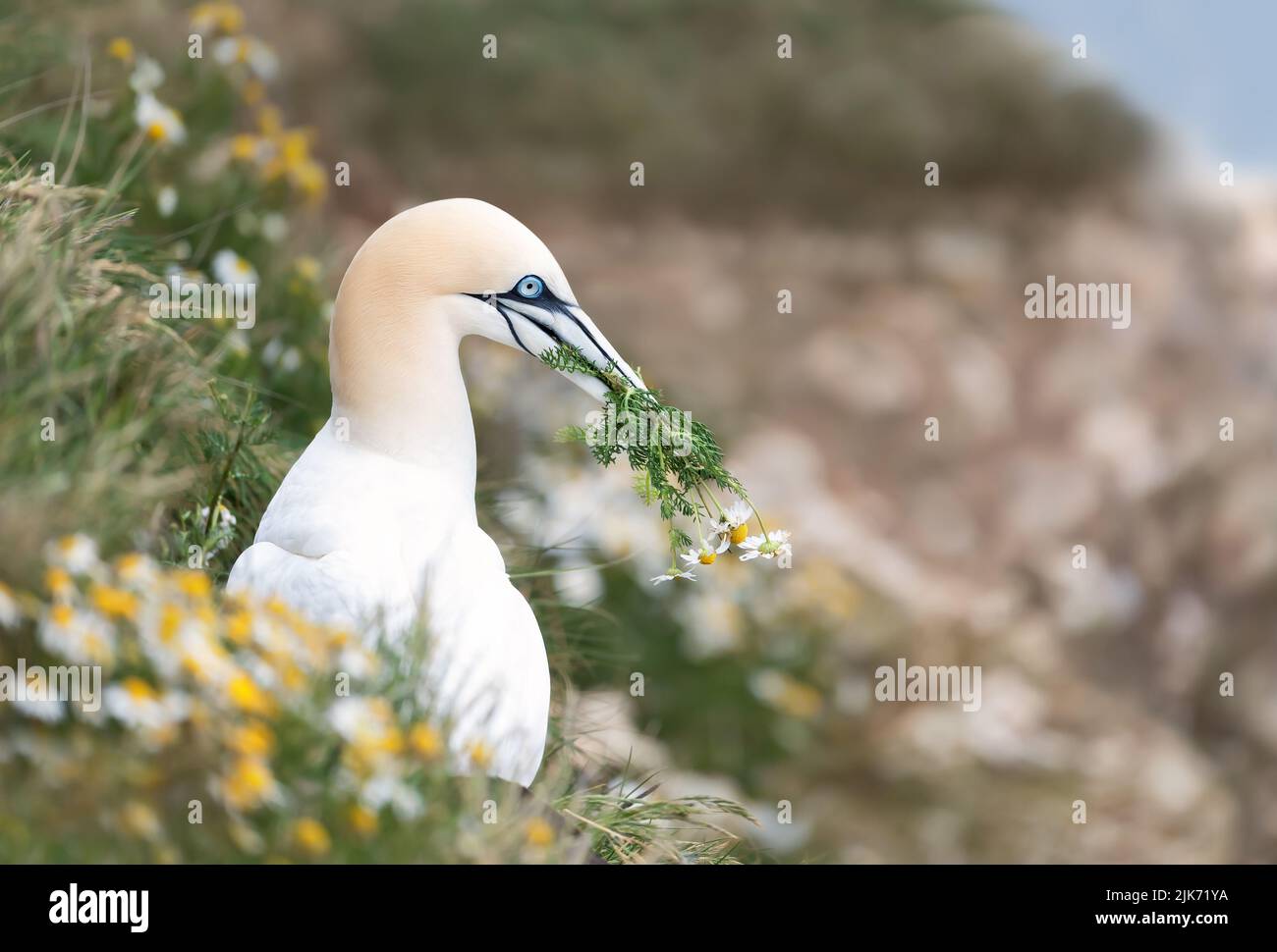 Gannet flowers hi-res stock photography and images - Alamy