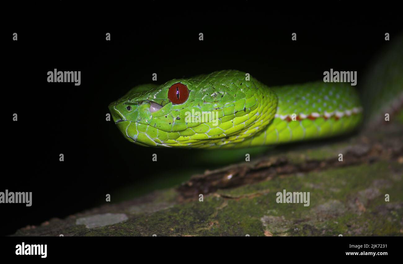 A male Pope's pit viper (Trimeresurus popeiorum Stock Photo - Alamy