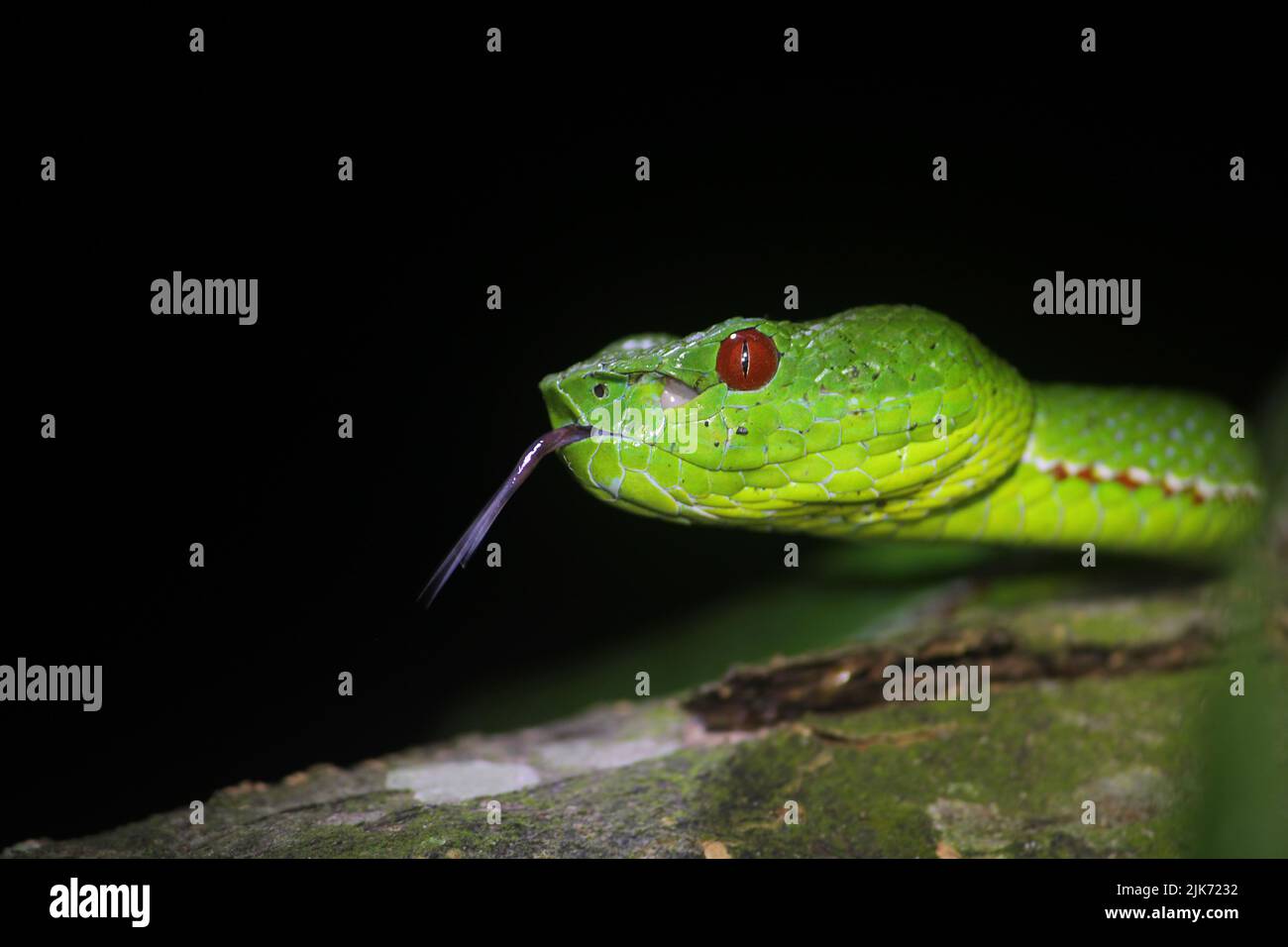 A male Pope's pit viper (Trimeresurus popeiorum Stock Photo - Alamy
