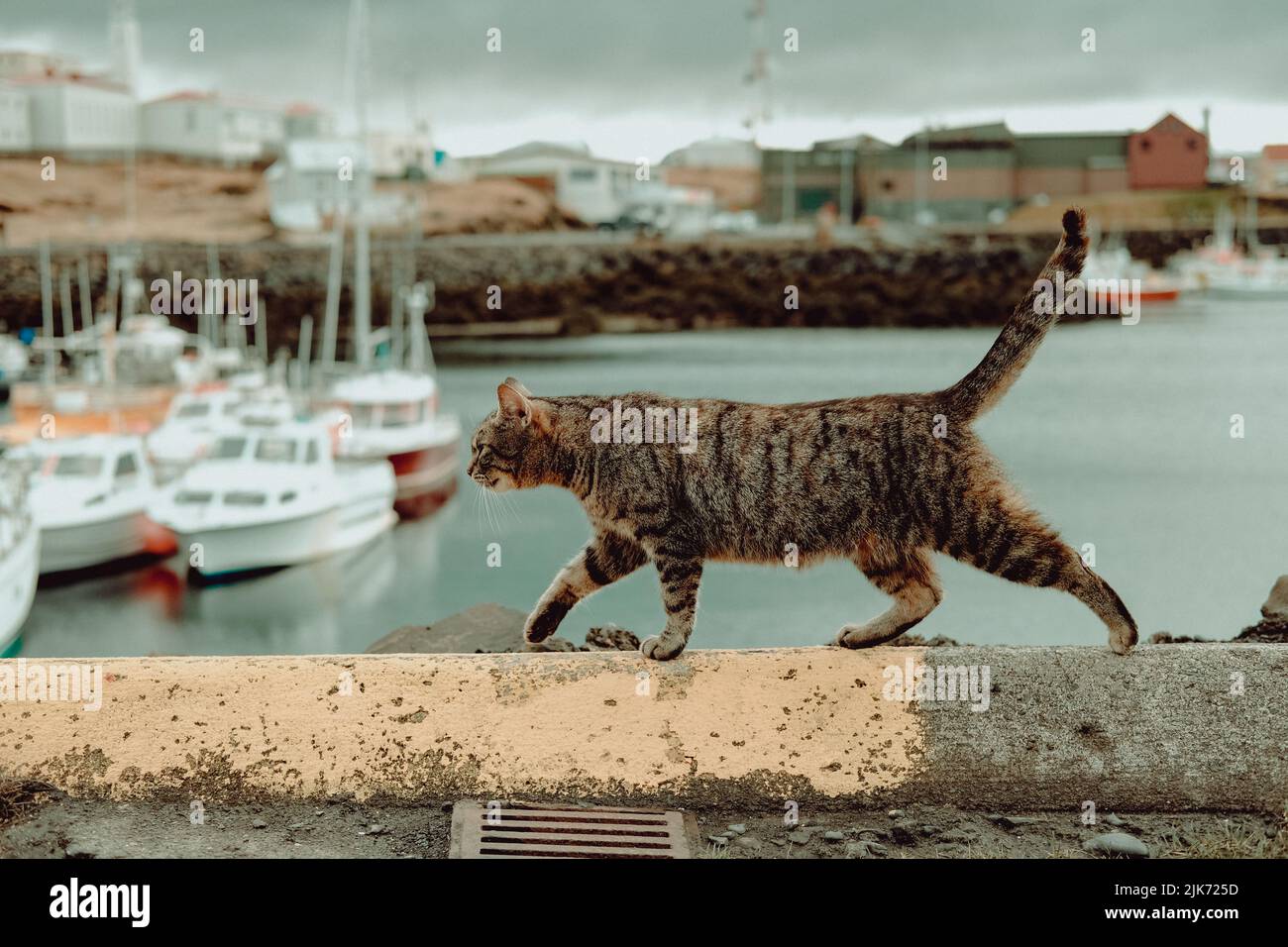 Harbor cat hi-res stock photography and images - Alamy