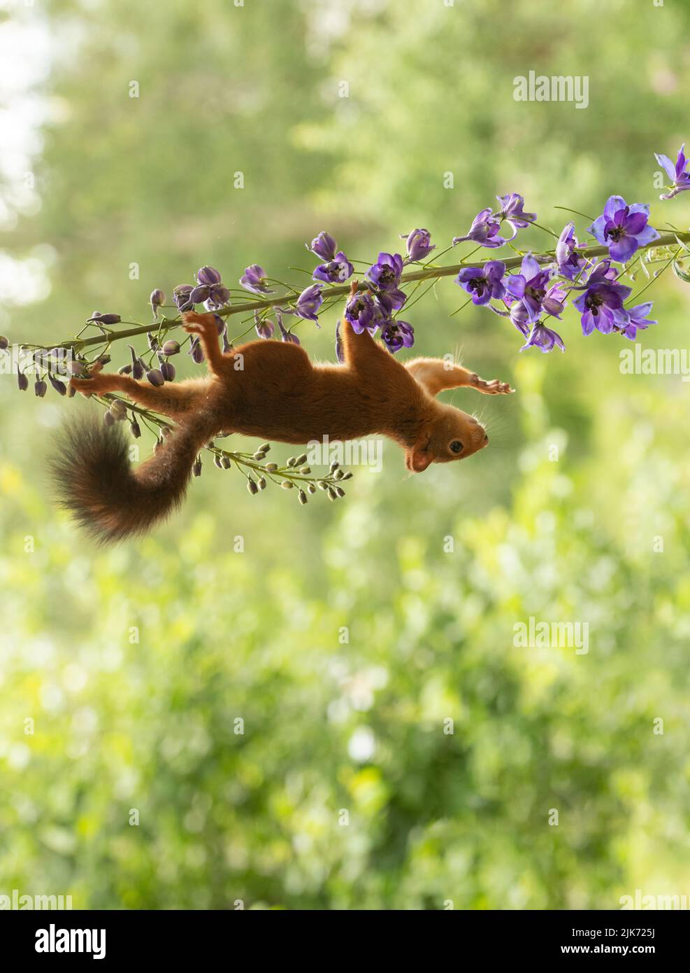 Red squirrel hanging from tree hi-res stock photography and images - Alamy
