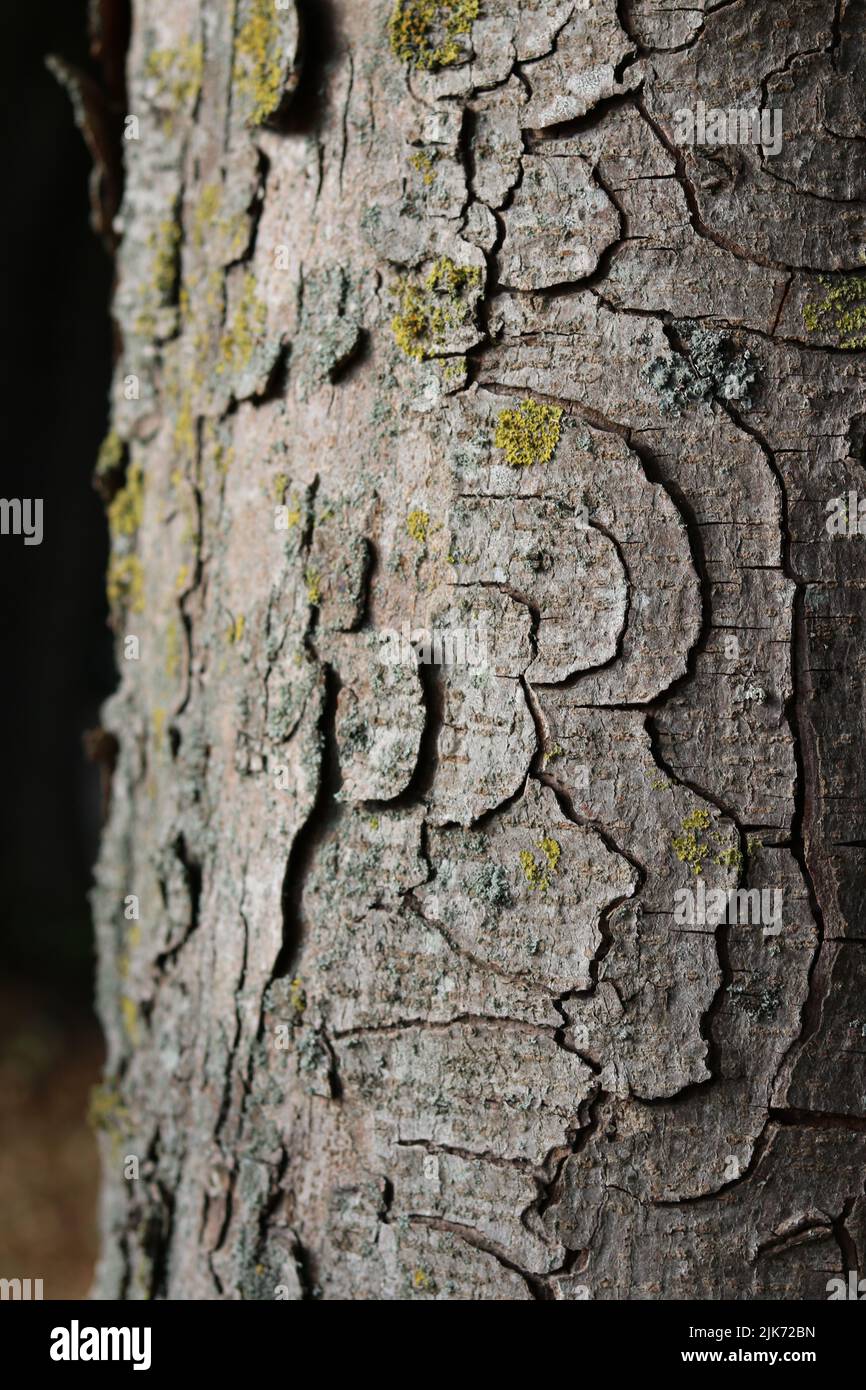 Vertical image of swirly bark and lichen on trunk of grey tree Stock ...