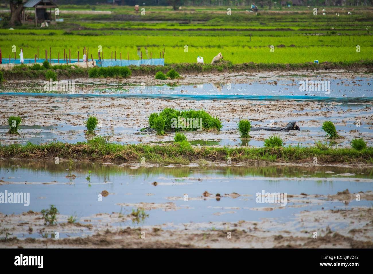 Photo of a rice field landscape, Aceh, Indonesia Stock Photo - Alamy
