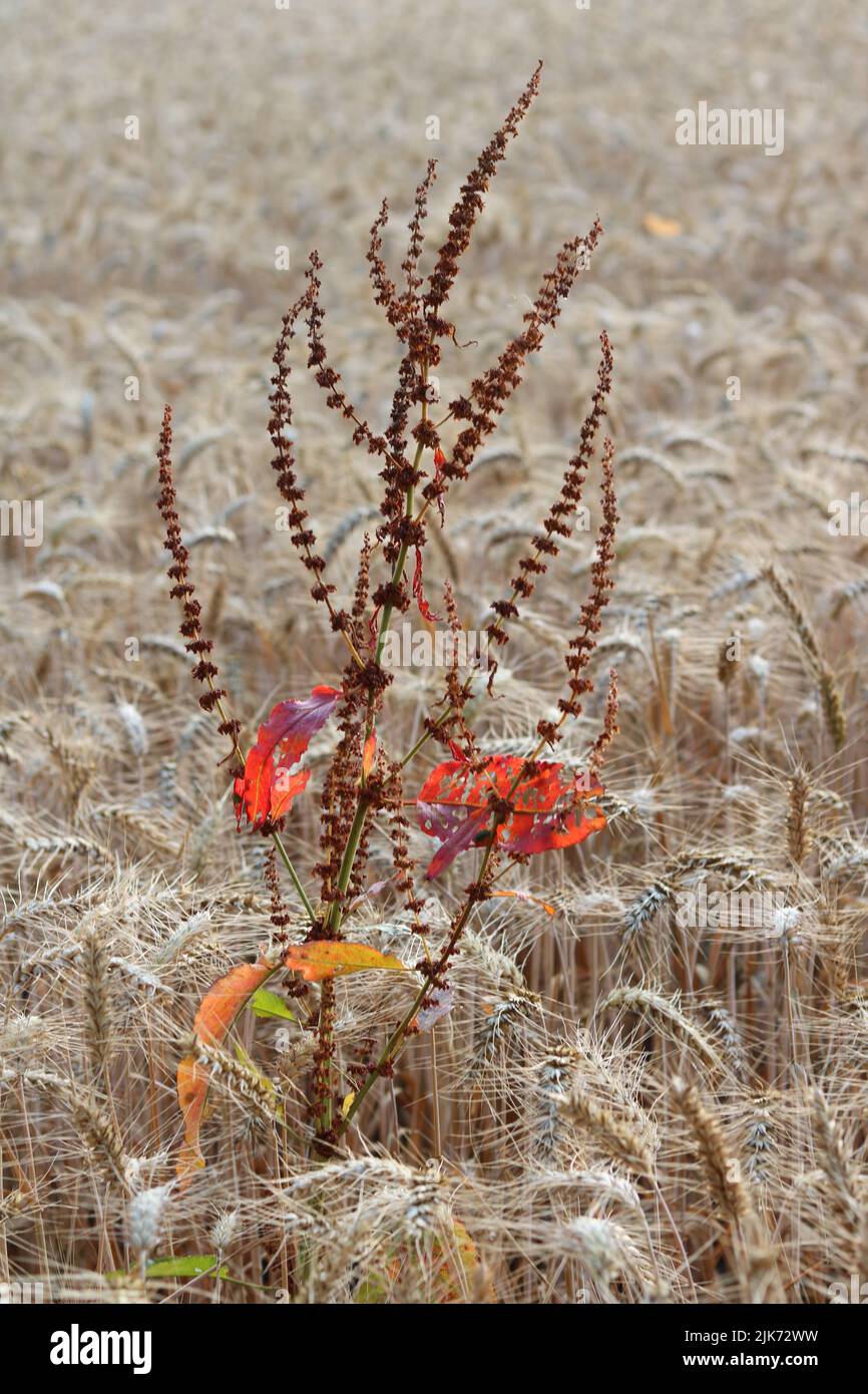 Beautiful view of corn field in late summer or autumn Stock Photo - Alamy