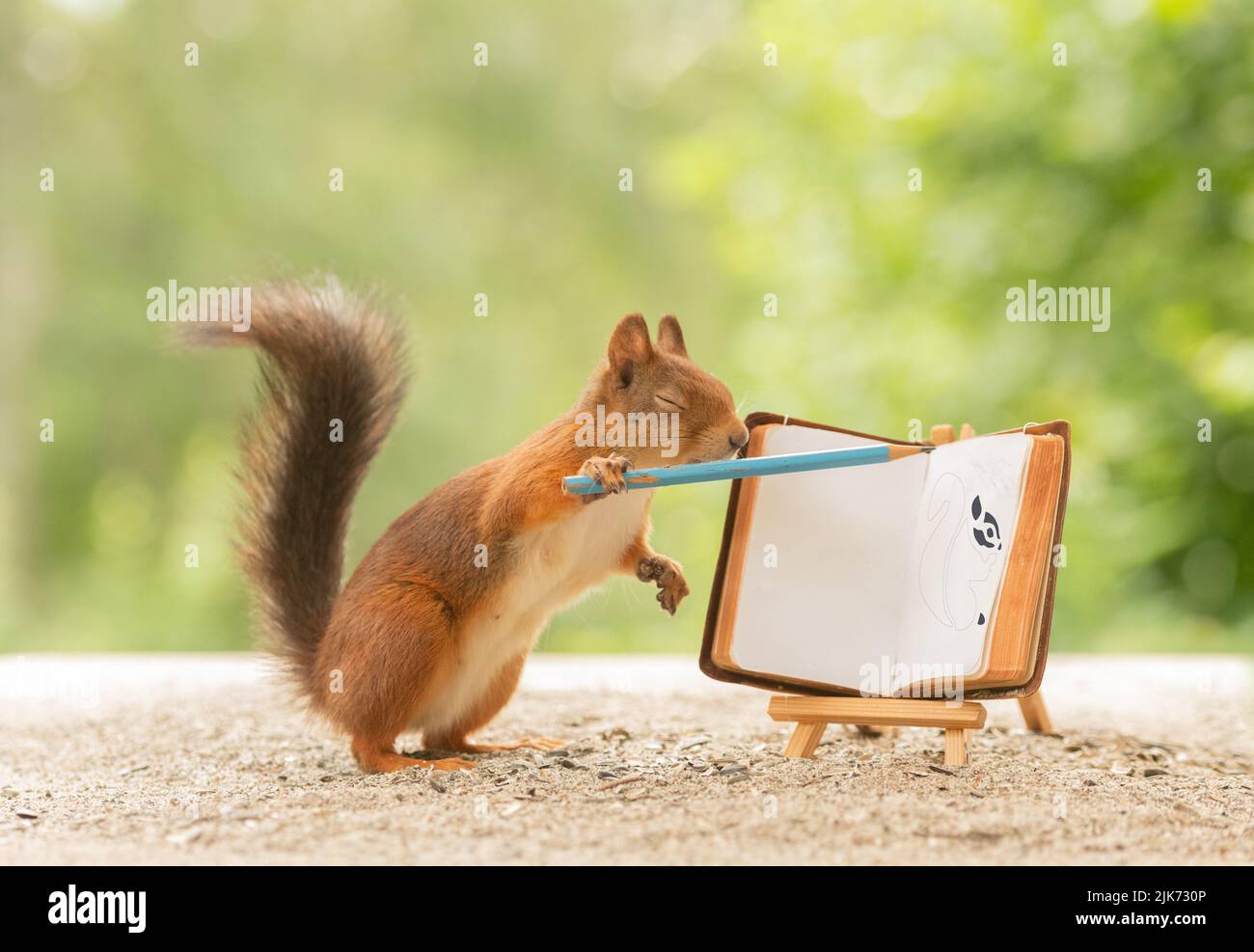 Squirrel to draw squirrel hi-res stock photography and images - Alamy