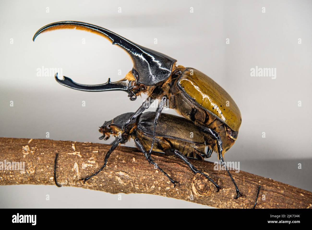 Jungle insects hi-res stock photography and images - Alamy