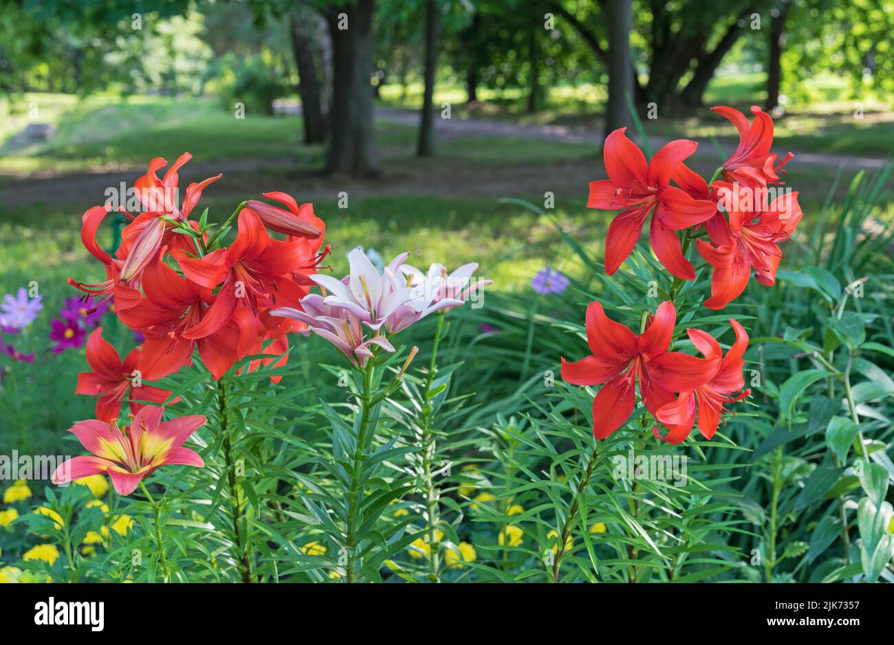 Lily flower on green leaves background. Lilium longiflorum flowers ...