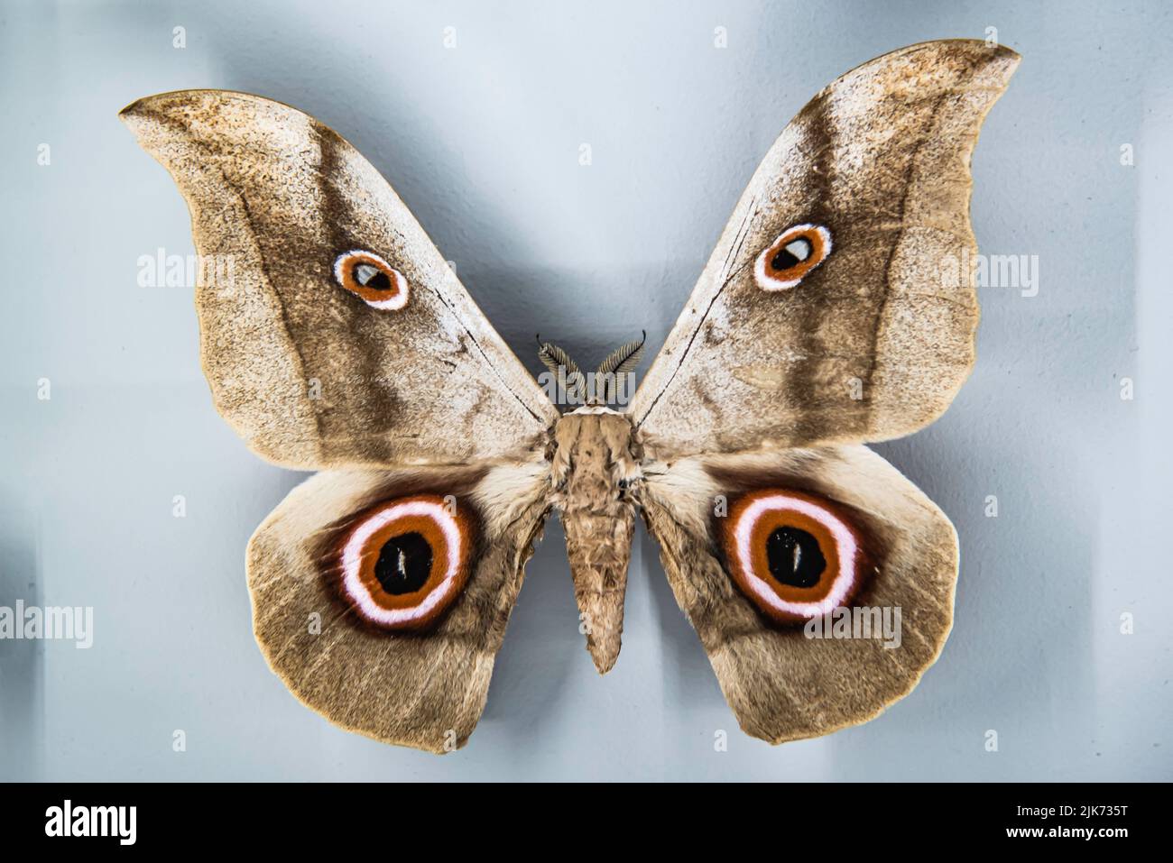 Montreal, Canada - July 30 2022: Various Insect specimen exhibited in ...