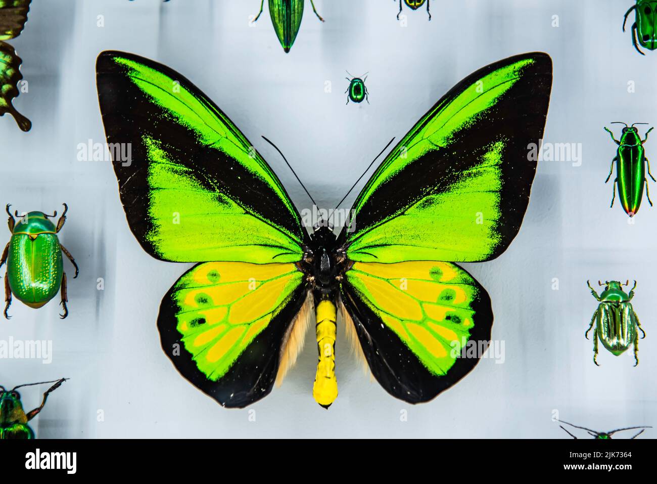 Insects speciemens hi-res stock photography and images - Alamy